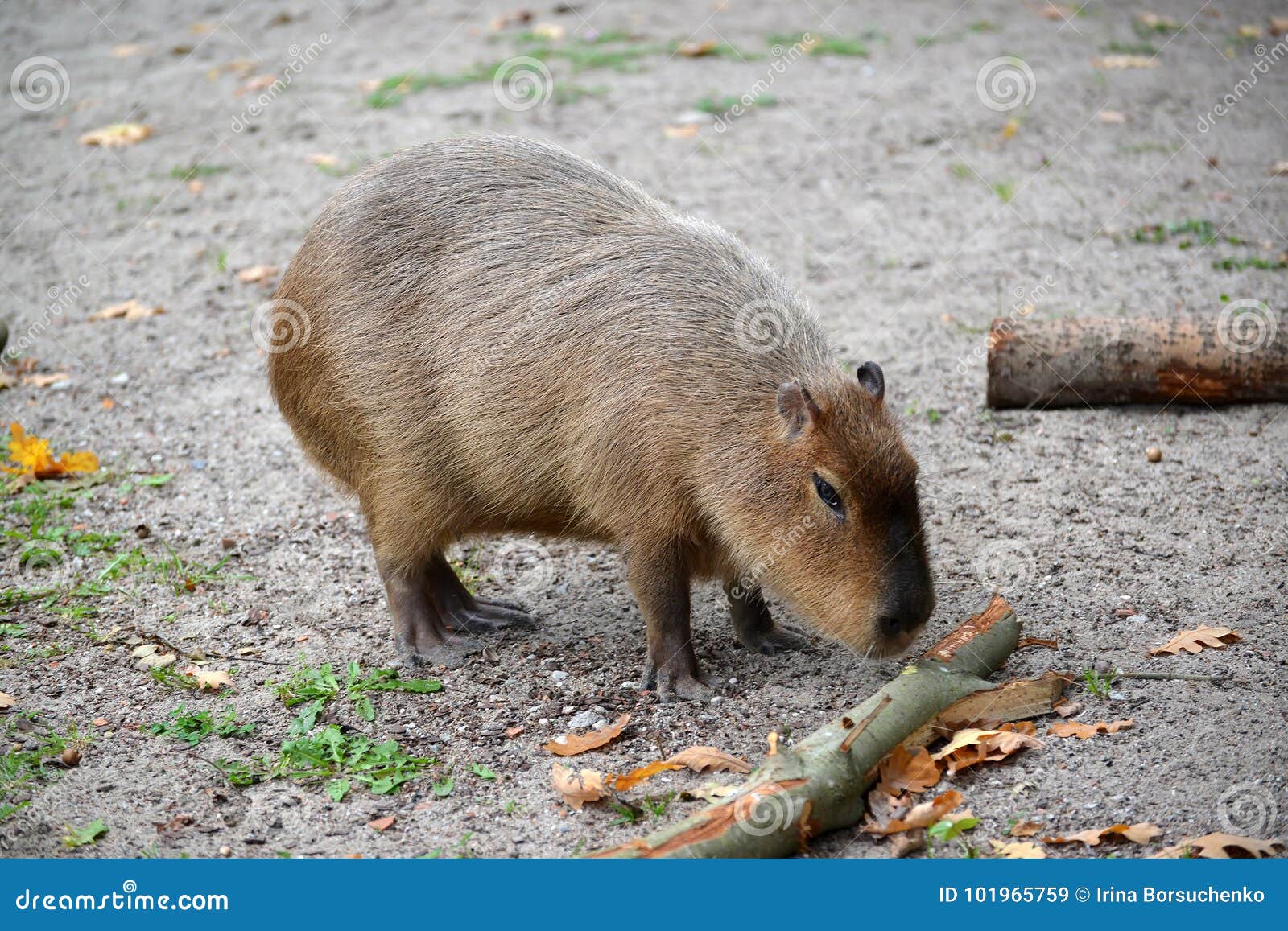 Capybara Water Pig Hydrochoerus Hydrochaeris Linnaeus Stock Image ...