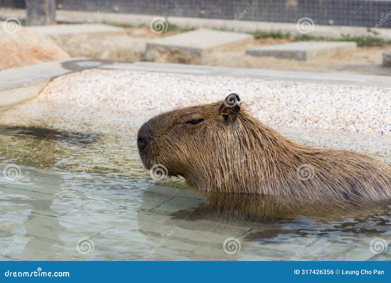 Capybara in Water Pond at Zoo Park Stock Photo - Image of nature ...