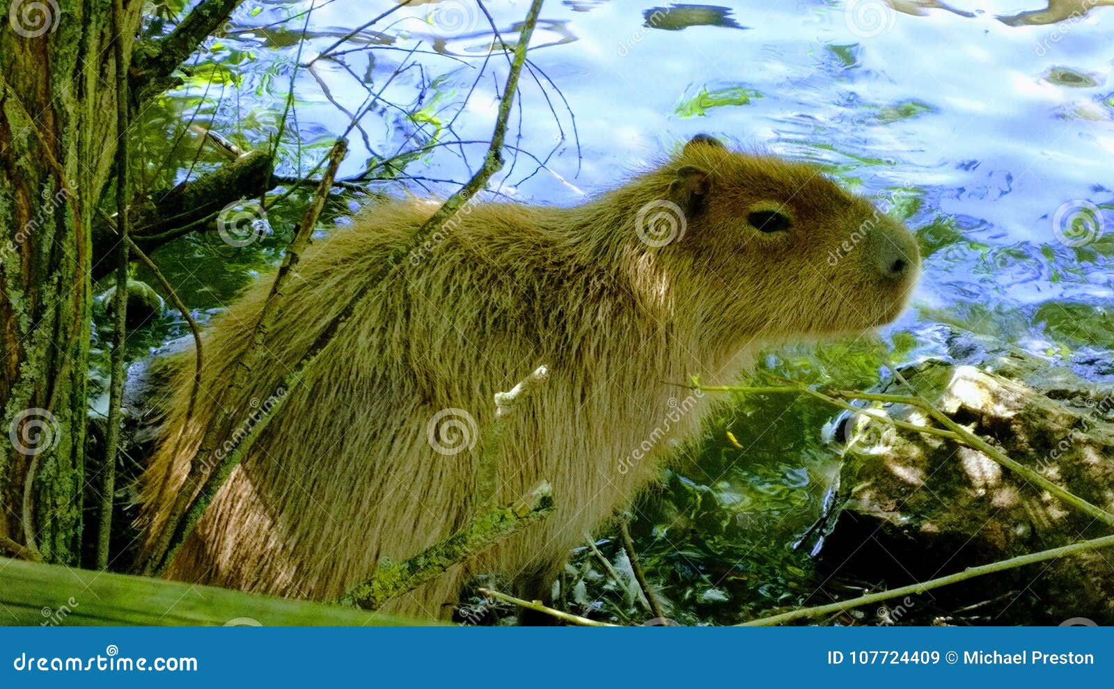 Capybara in water stock image. Image of water, capybara - 107724409