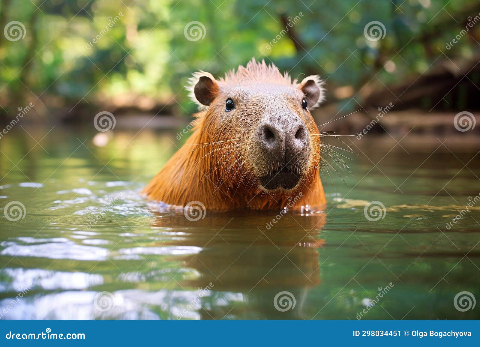 Capybara in water stock image. Image of hydrochoerus - 298034451