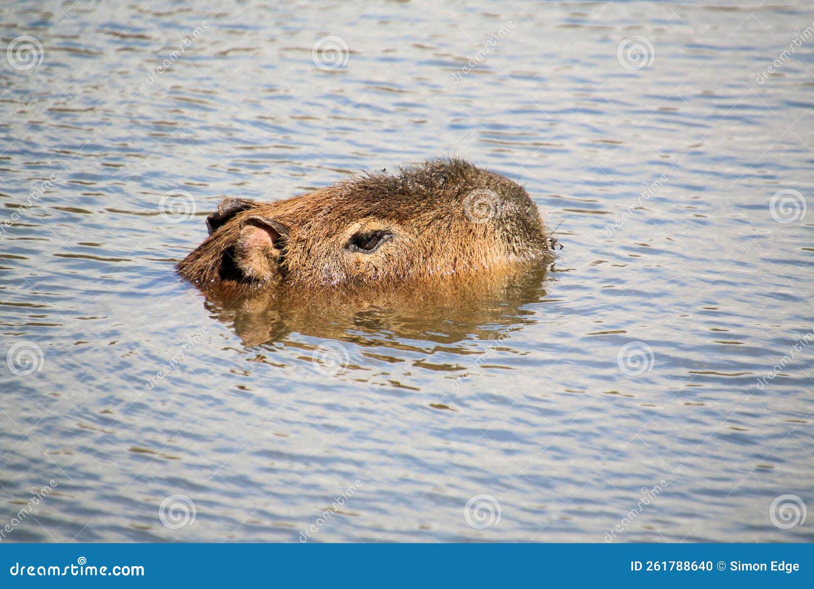 A Capybara in the water stock photo. Image of nose, capabara - 261788640