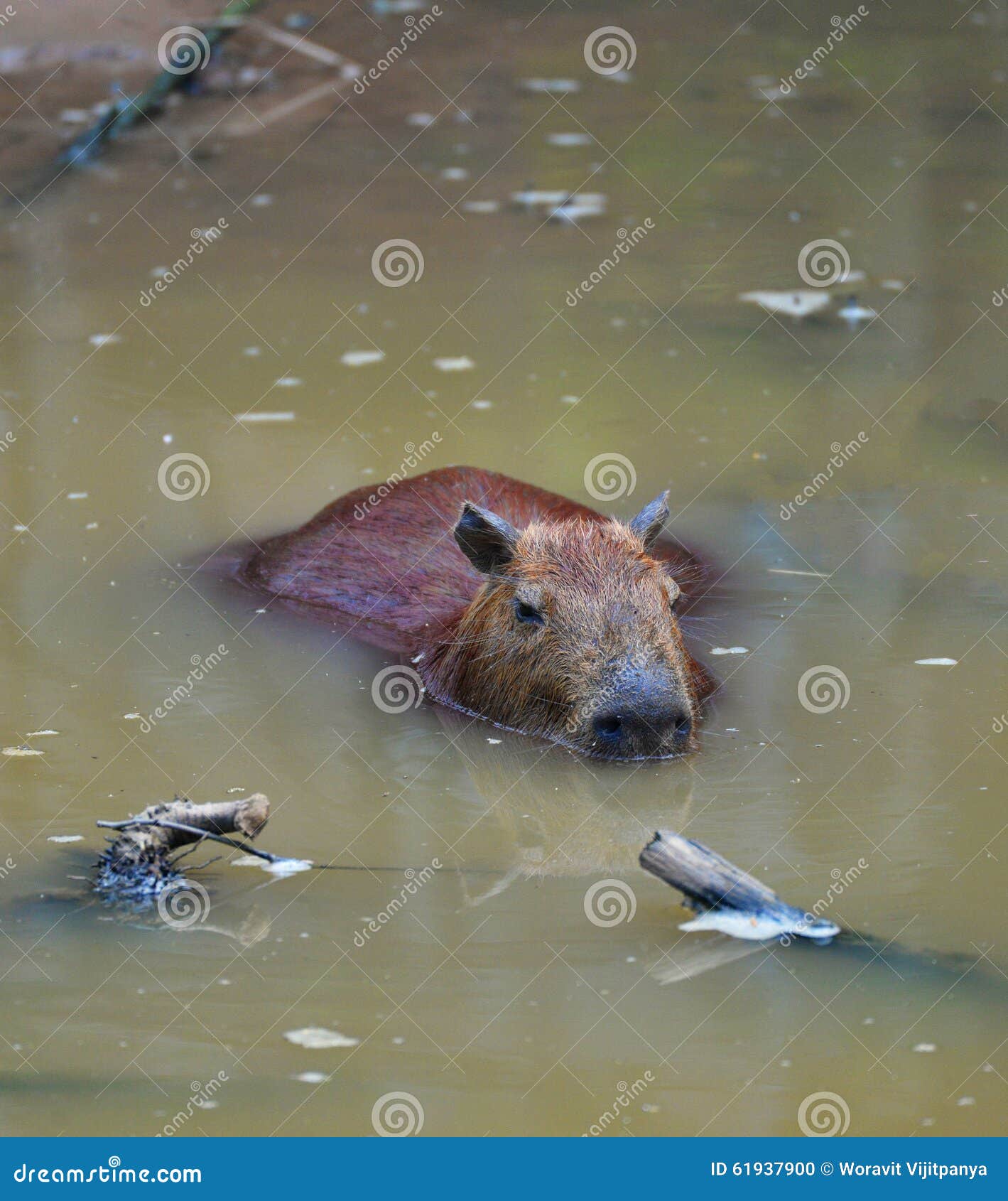 Capybara in water stock photo. Image of capybara, animal - 61937900
