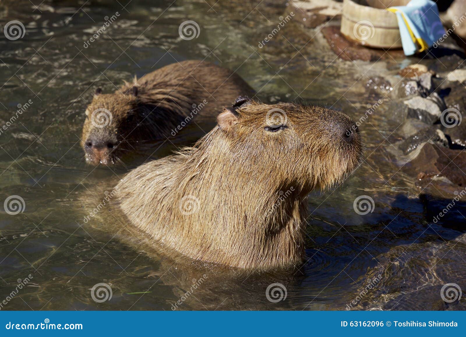 The Capybara Which Bathes in Hot Springs Stock Photo - Image of lake ...