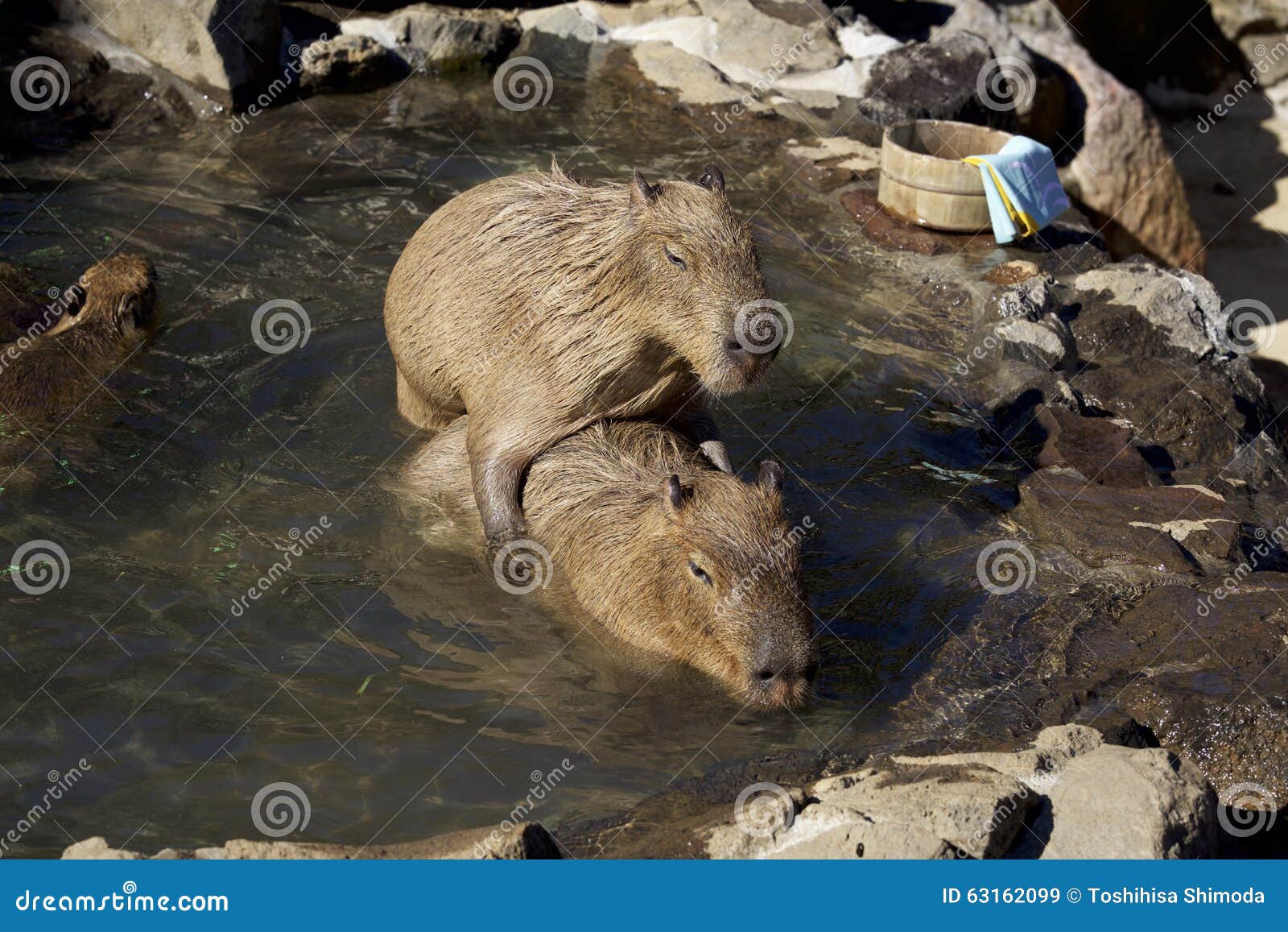 The Capybara Which Bathes In Hot Springs Stock Photo - Image: 63162099