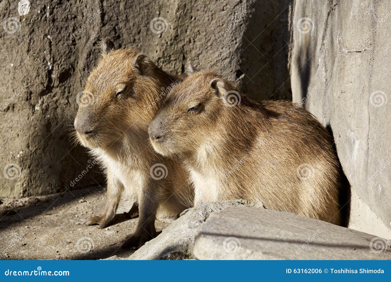 The capybara which relaxes stock photo. Image of happily - 63162006