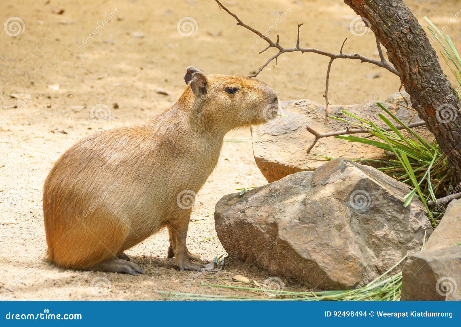 Capybara stock photo. Image of hydrochoerus, wild, south - 92498494