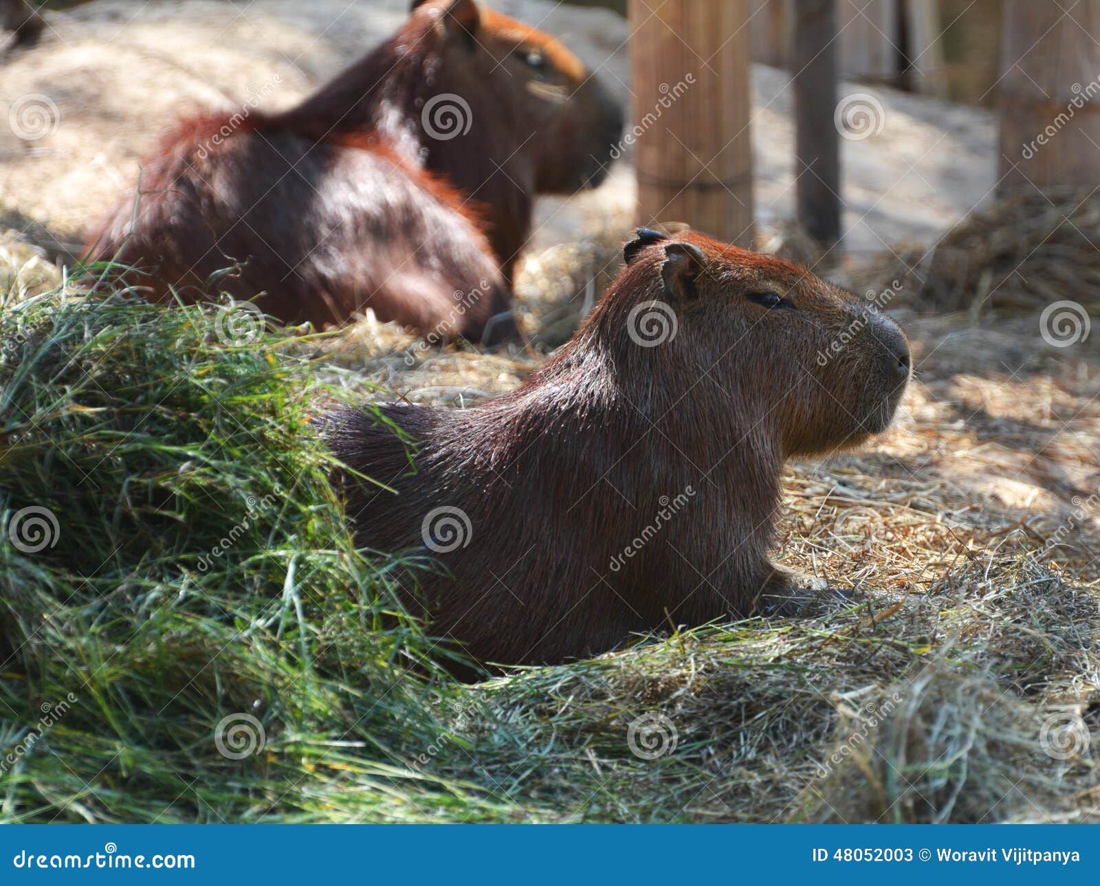 Capybara stock image. Image of aquatic, jungle, amazing - 48052003