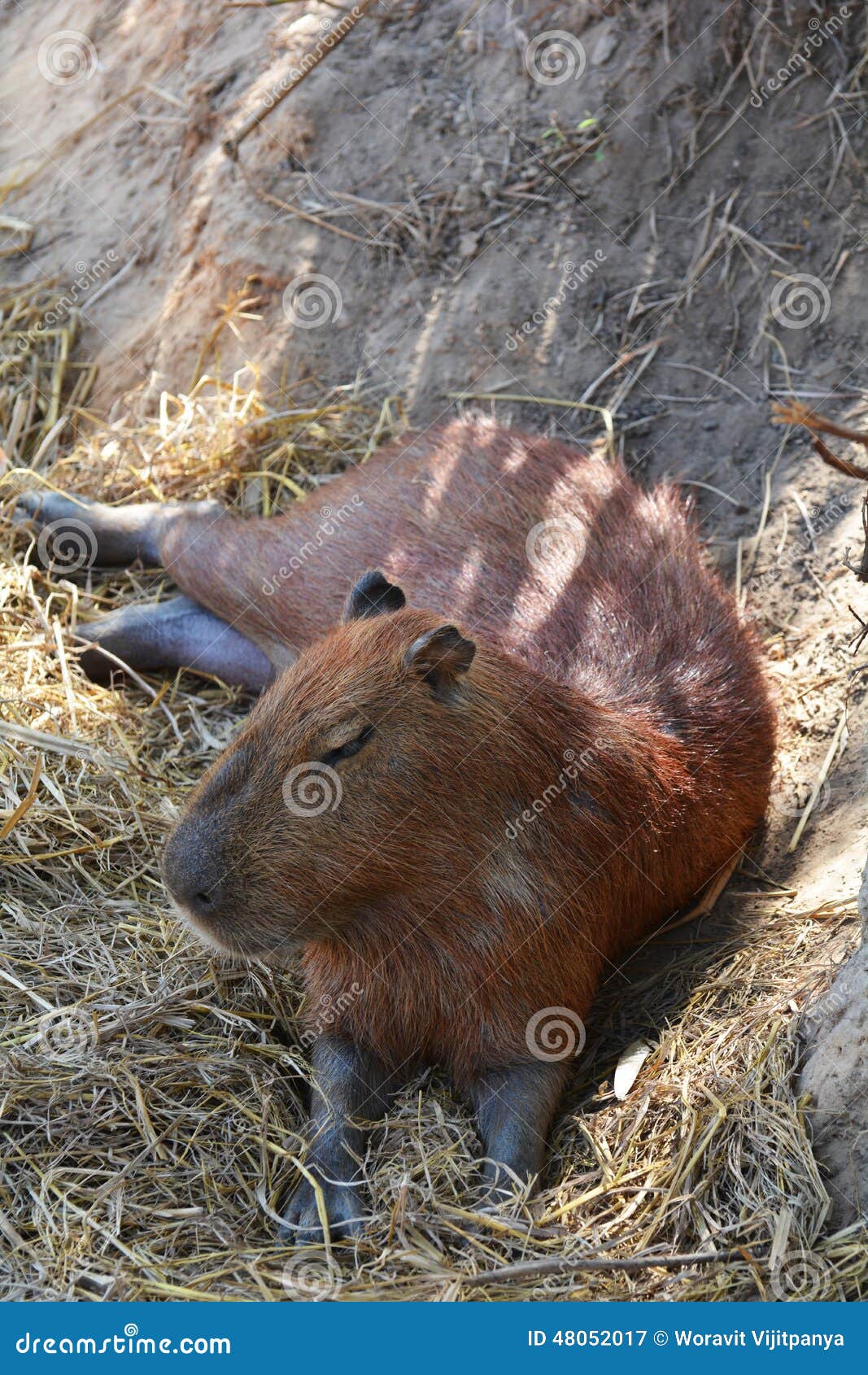 Capybara stock image. Image of jungle, caiman, destination - 48052017