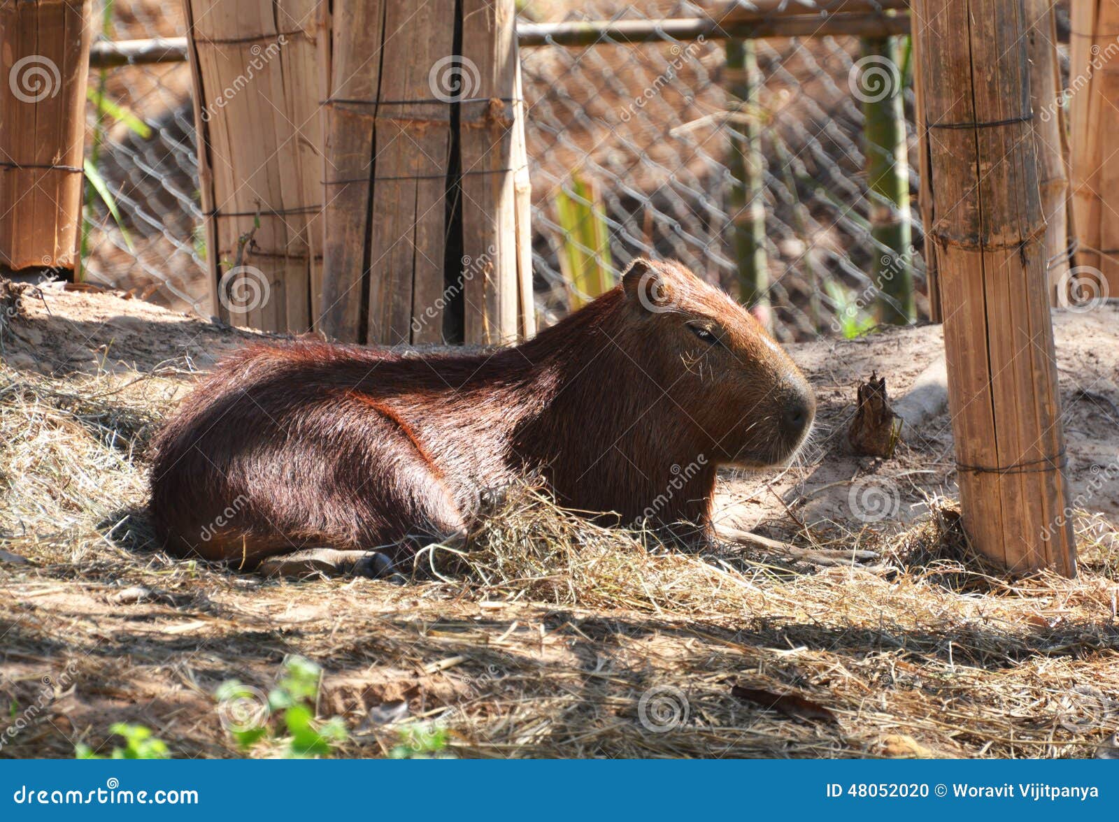 Capybara stock photo. Image of aquatic, jungle, bolivian - 48052020