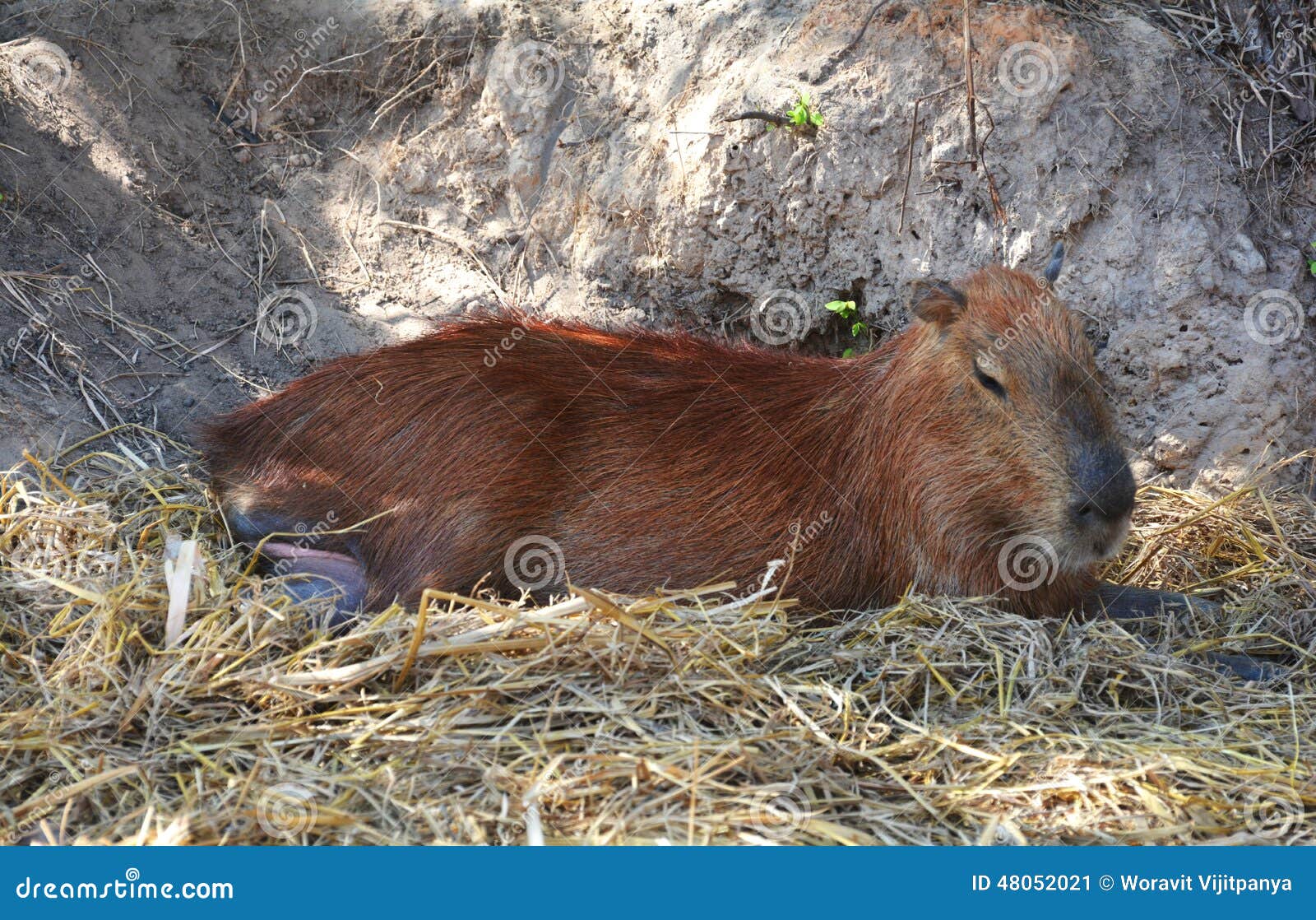 Capybara stock image. Image of bolivia, crocodilus, jungle - 48052021