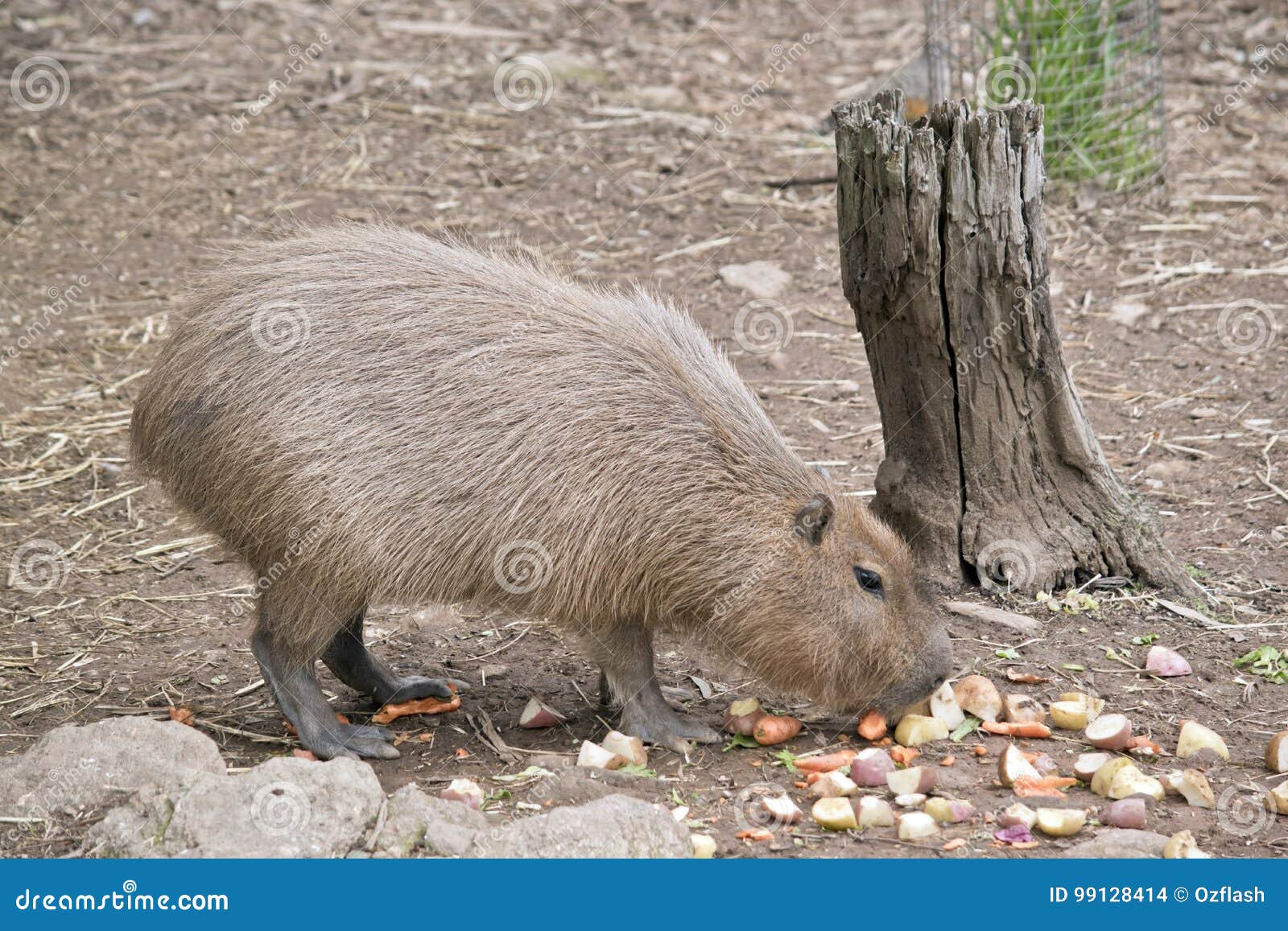 Capybara stock photo. Image of nose, ears, capybara, south - 99128414