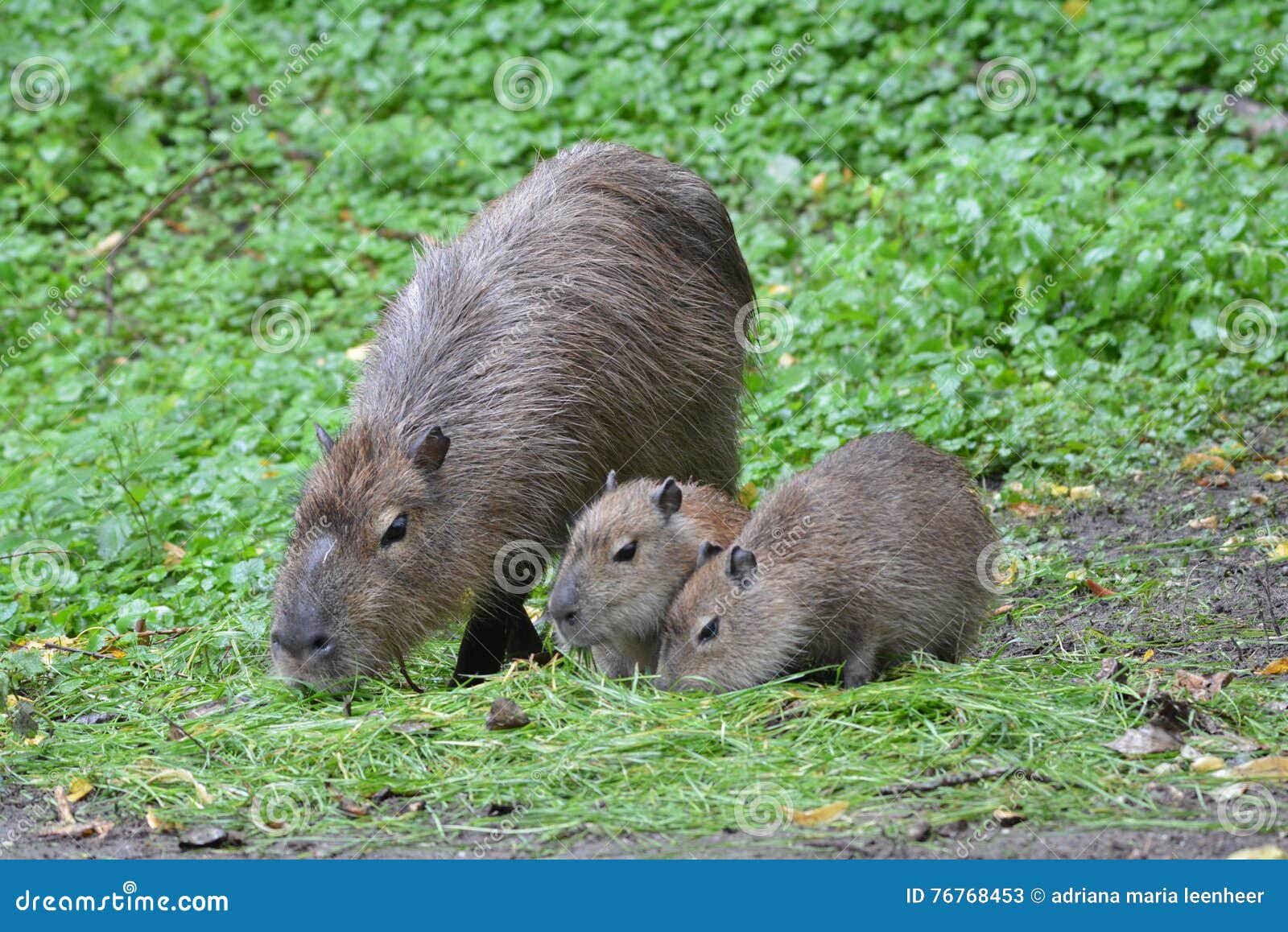 Capybara stock image. Image of young, capybara, wildlife - 76768453