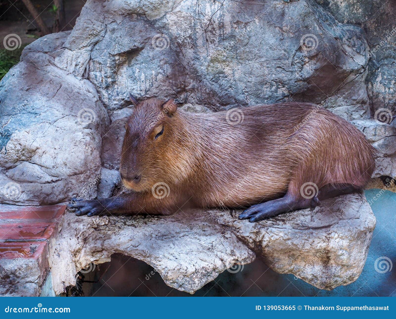 Capybara at the zoo stock image. Image of herbivore - 139053665