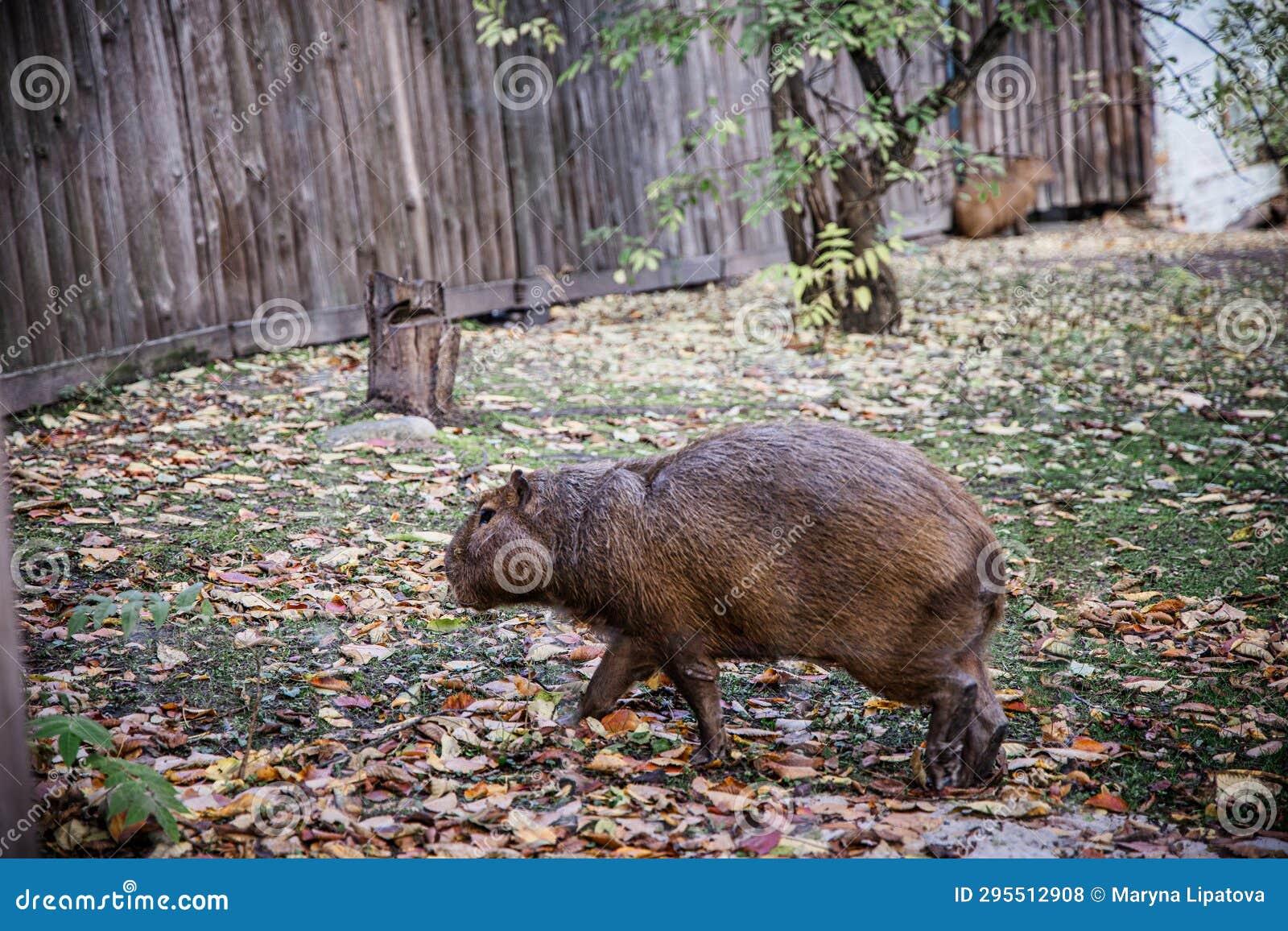 Capybara in the Zoo Basking in the Sun on a Warm Autumn Day Stock Photo ...