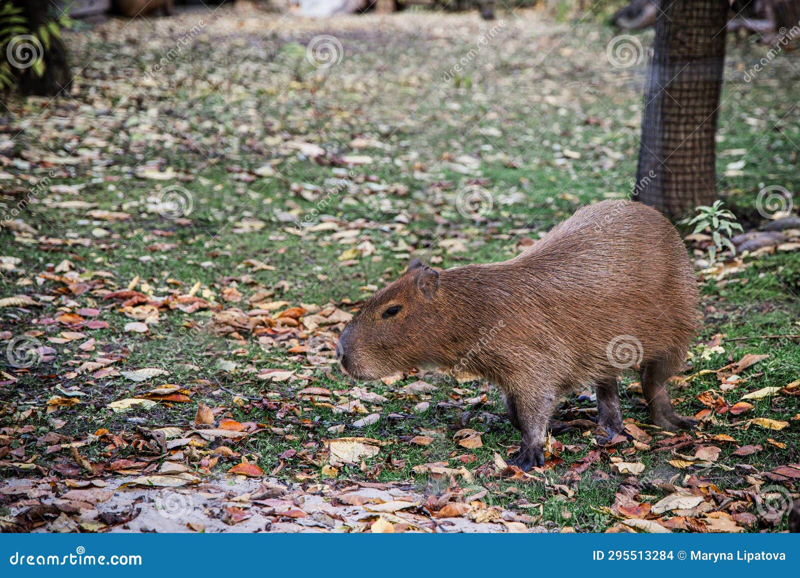 Capybara in the Zoo Basking in the Sun on a Warm Autumn Day Stock Photo ...