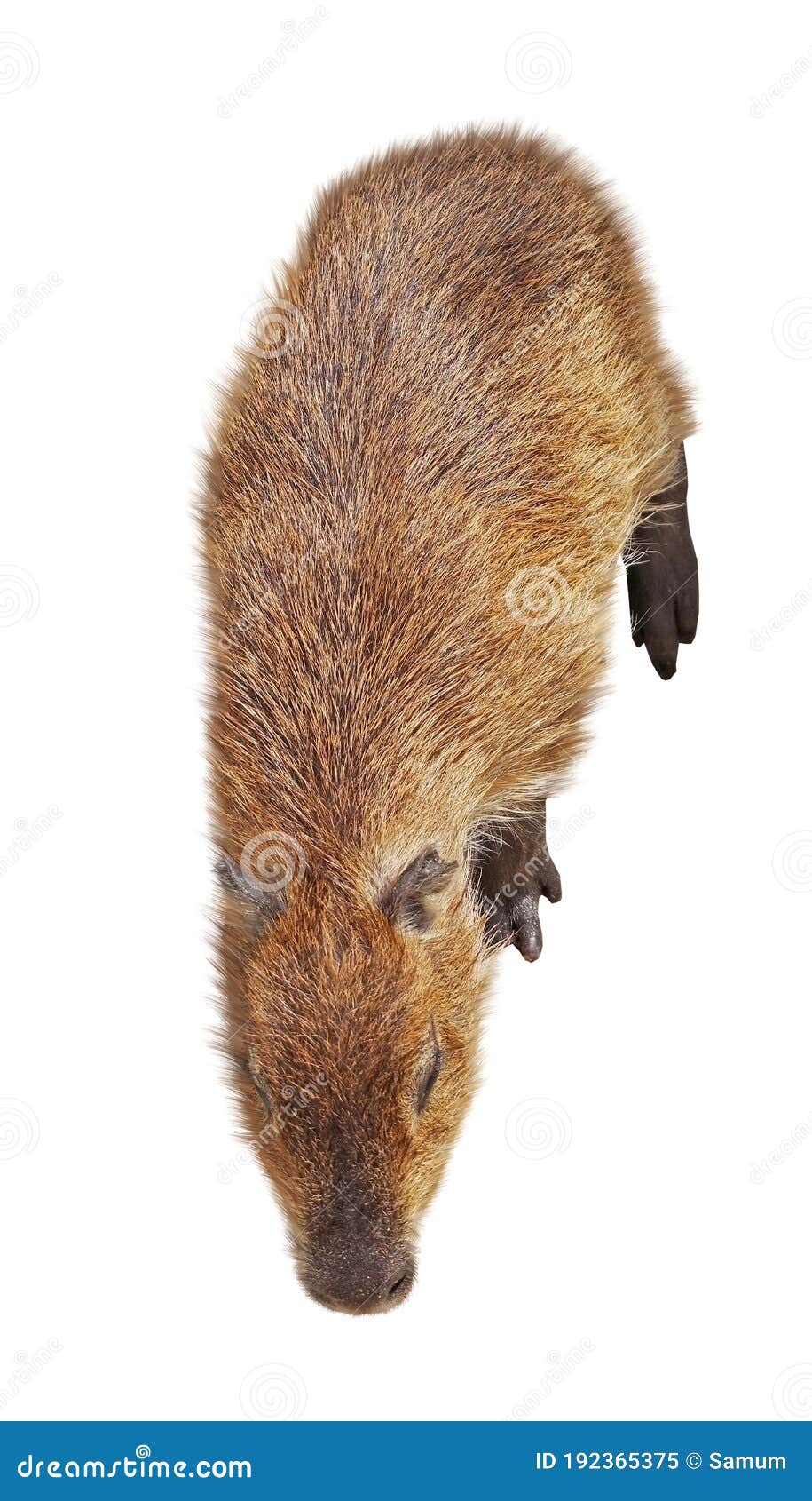 Capybara in the zoo stock image. Image of rodent, zoology - 192365375