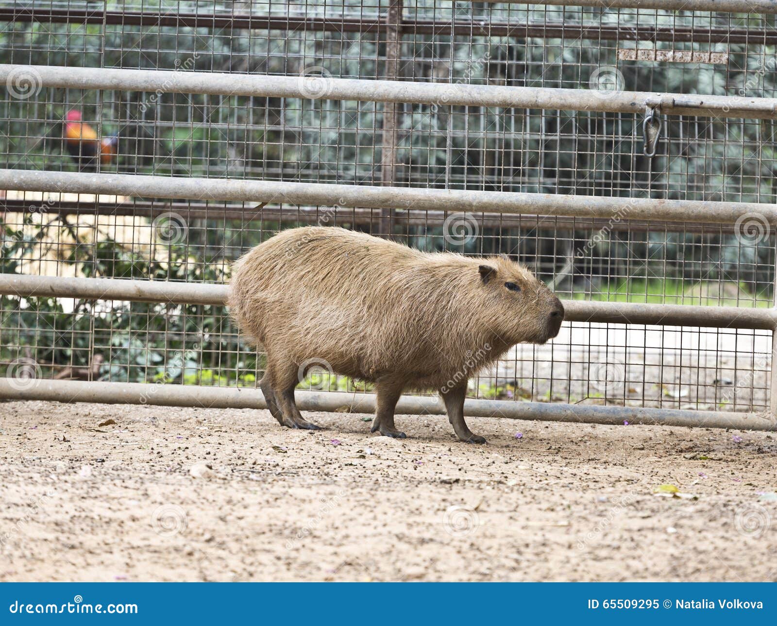 The capybara at the zoo, stock image. Image of capibara - 65509295