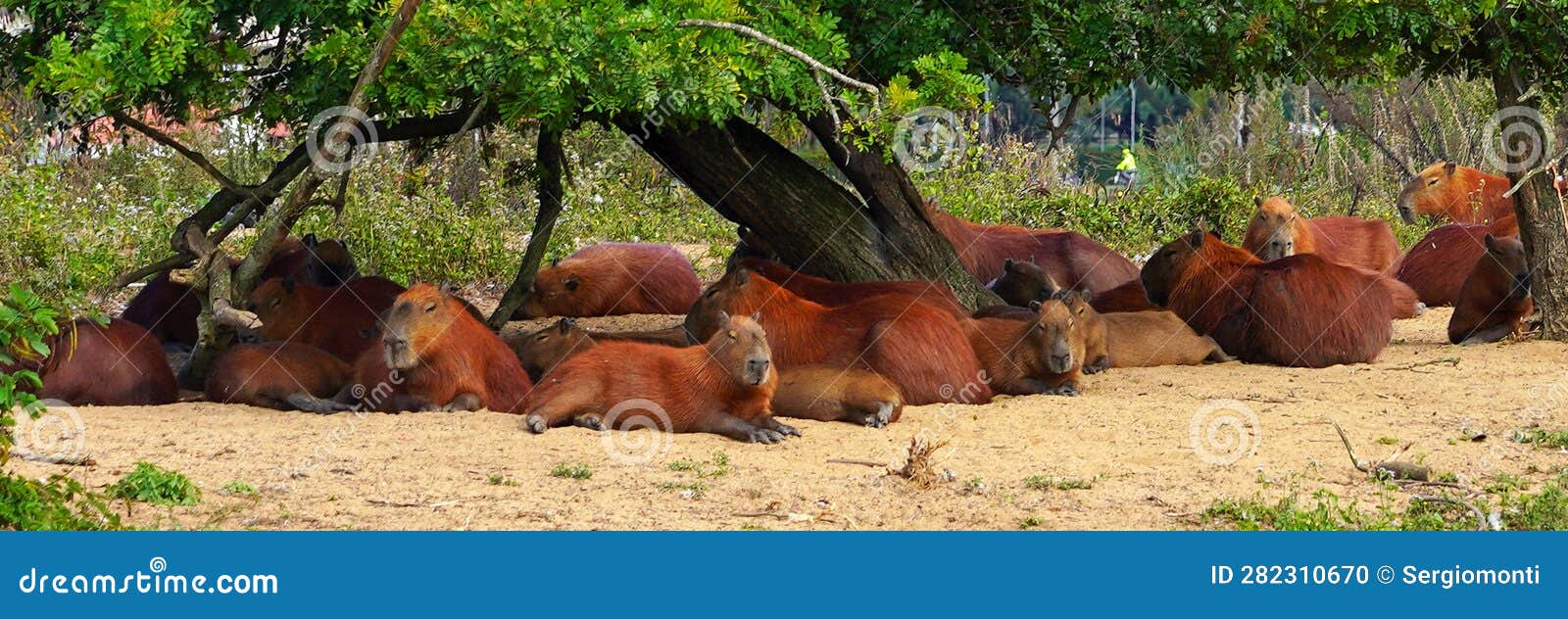 Capybaras Bunch Relax Peacefully Lying in the Cool Under the Trees ...