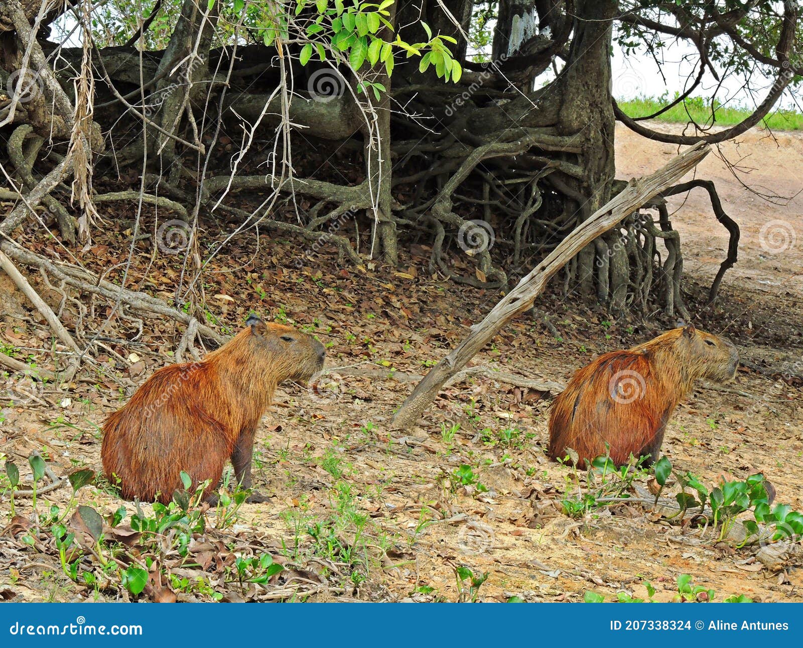 Capybaras Couple Stock Photos - Free & Royalty-Free Stock Photos from ...