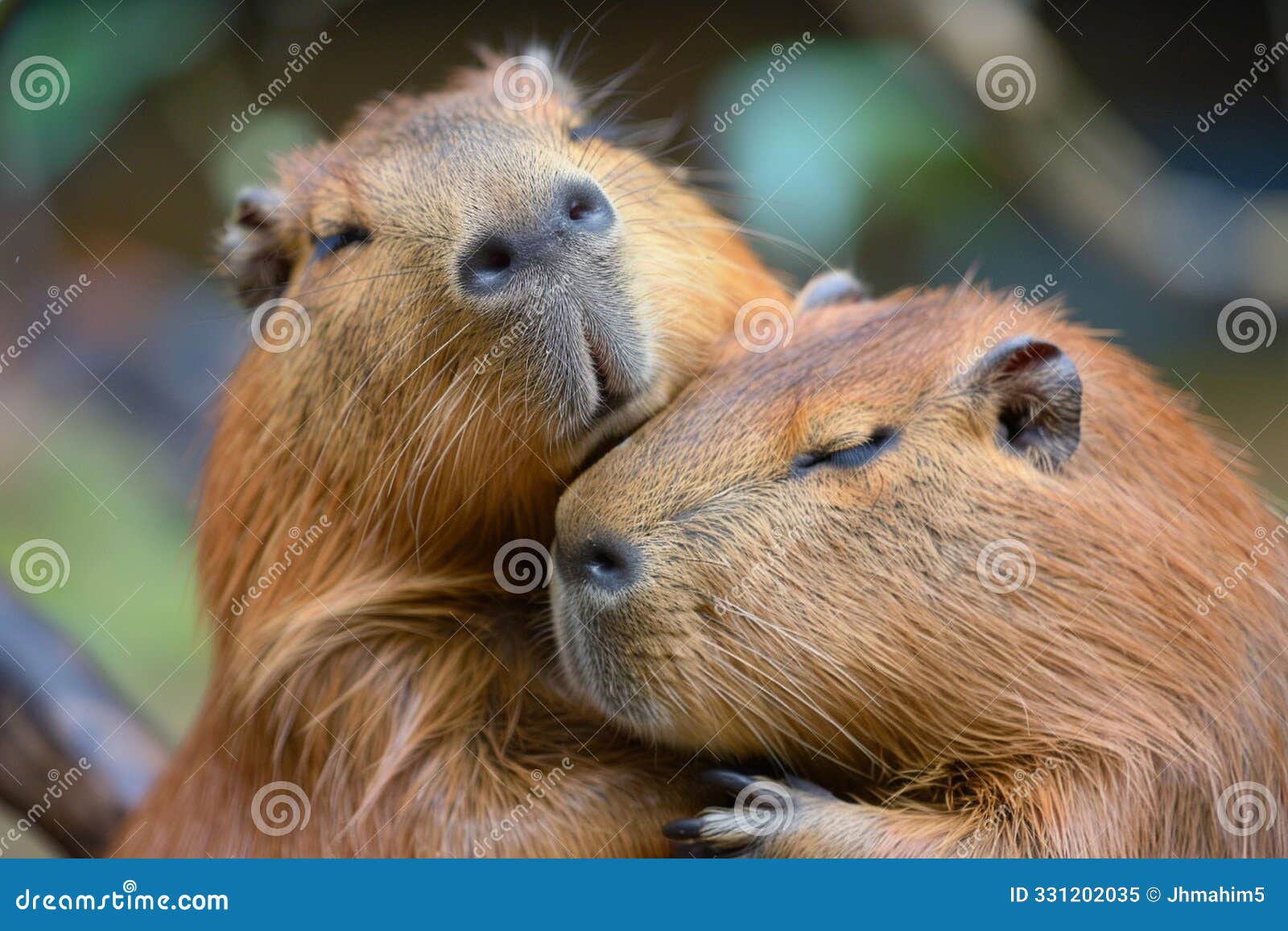 Capybaras Cuddle Up stock illustration. Illustration of wildlife ...