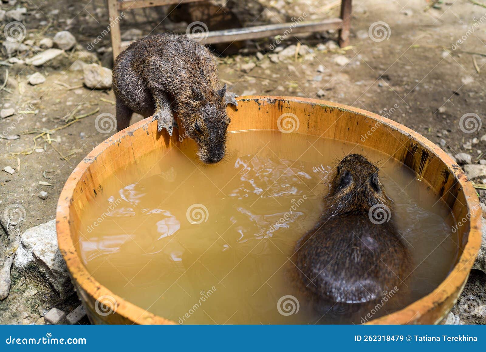 Capybaras Drinking Water in and Swimming in the Basin Stock Image ...