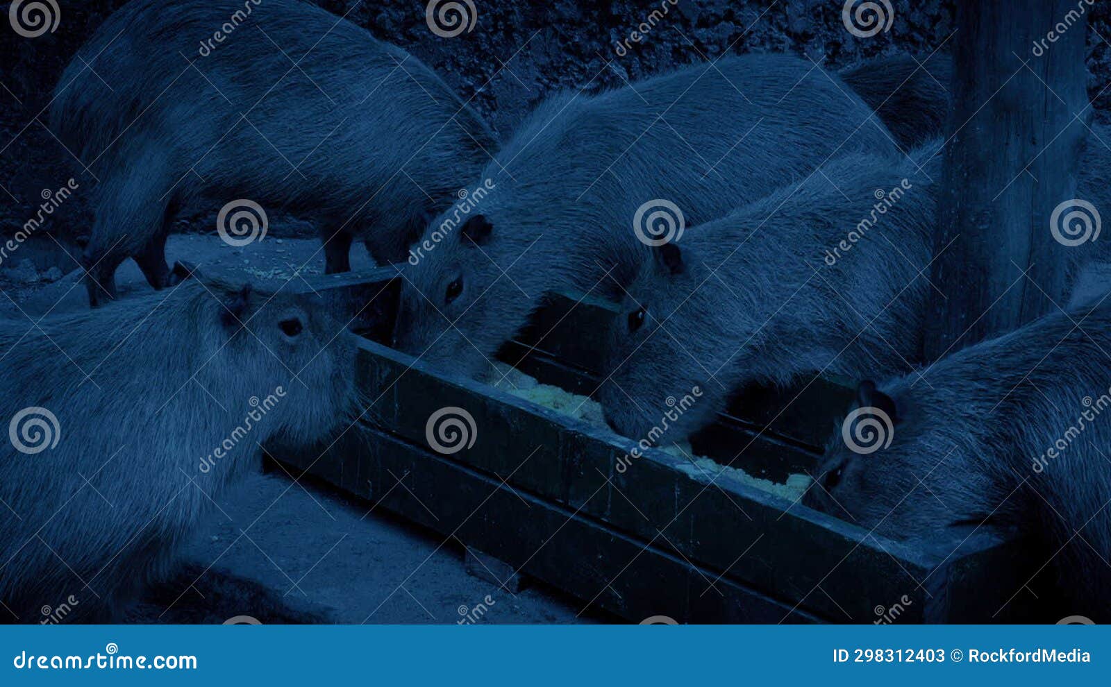 Capybaras Eating from Tray in the Evening Stock Video - Video of feeds ...