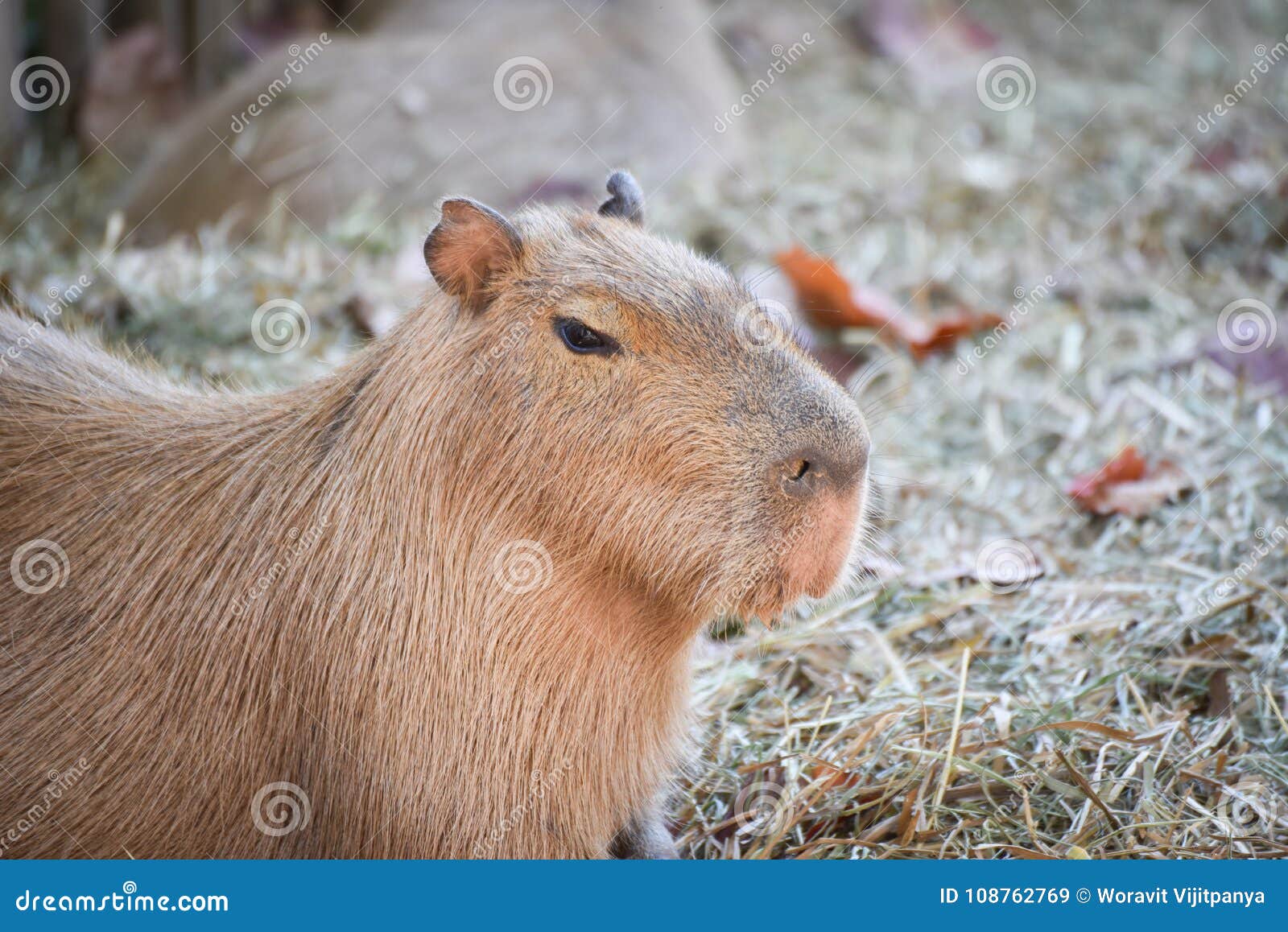 Capybaras stock image. Image of americas, hydrochoerus - 108762769
