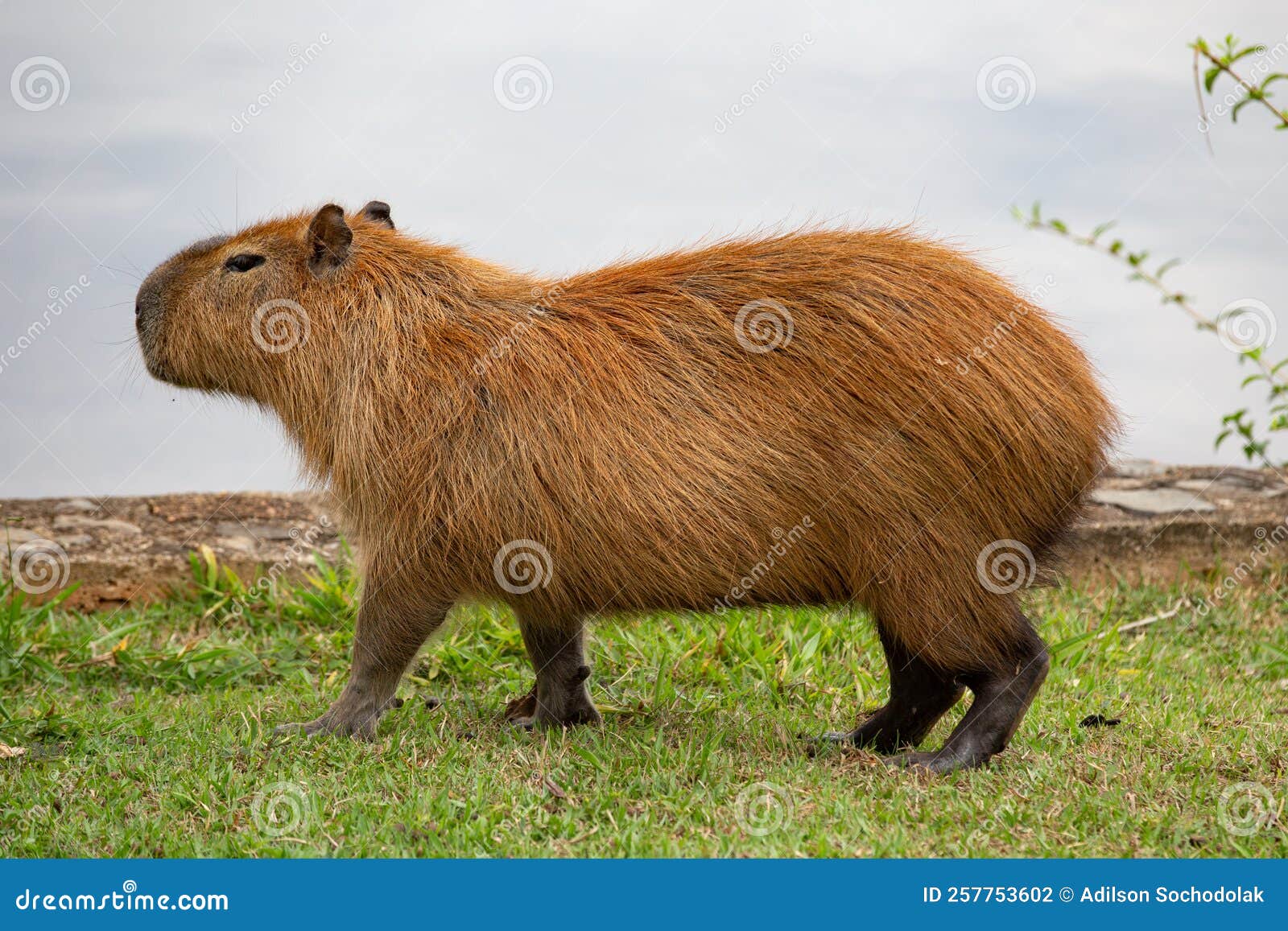 Capybaras (Hydrochoerus Hydrochaeris) Grazing Isolated and in Selective ...