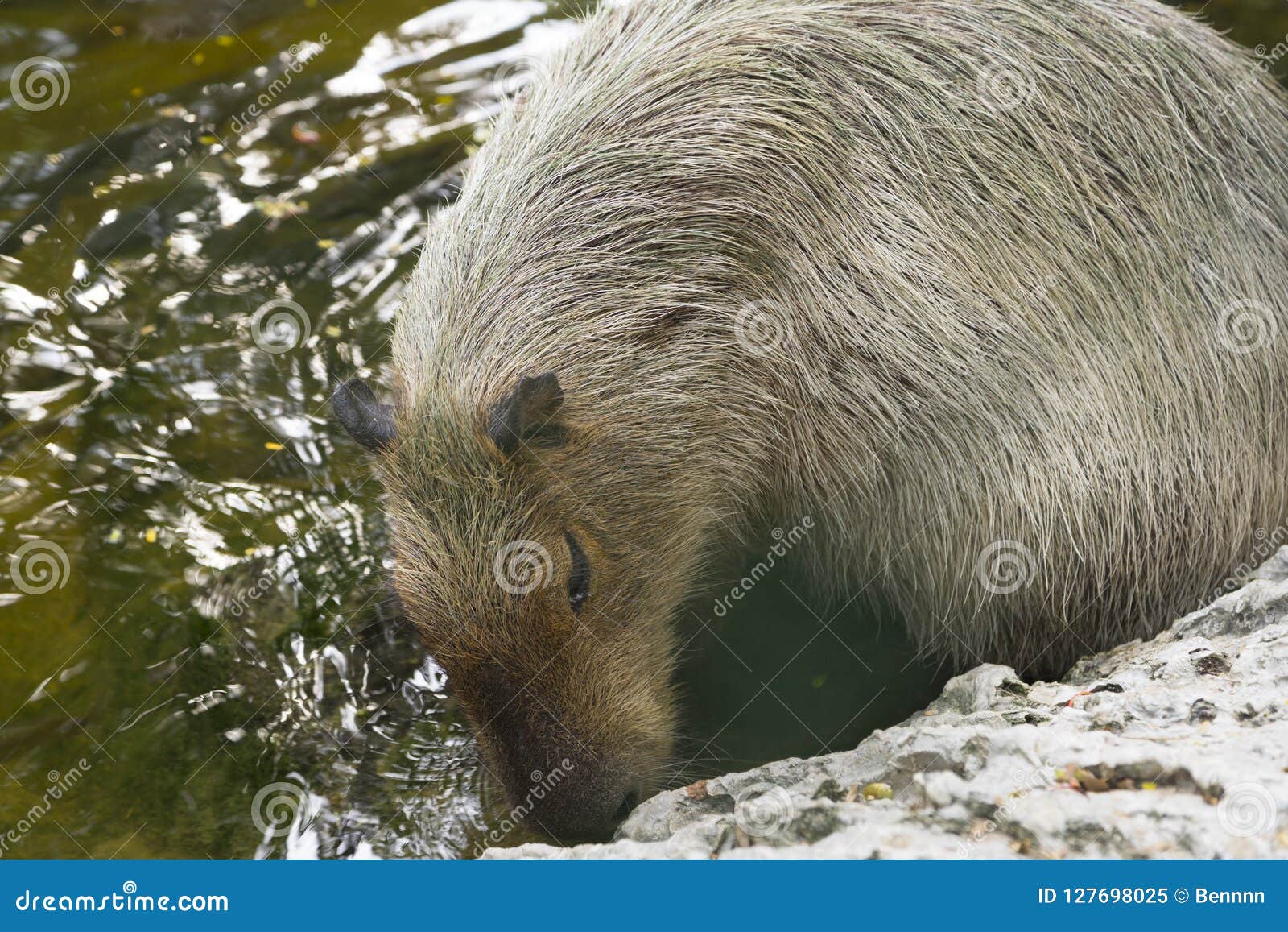 Capybaras in the pond stock image. Image of close, nature - 127698025