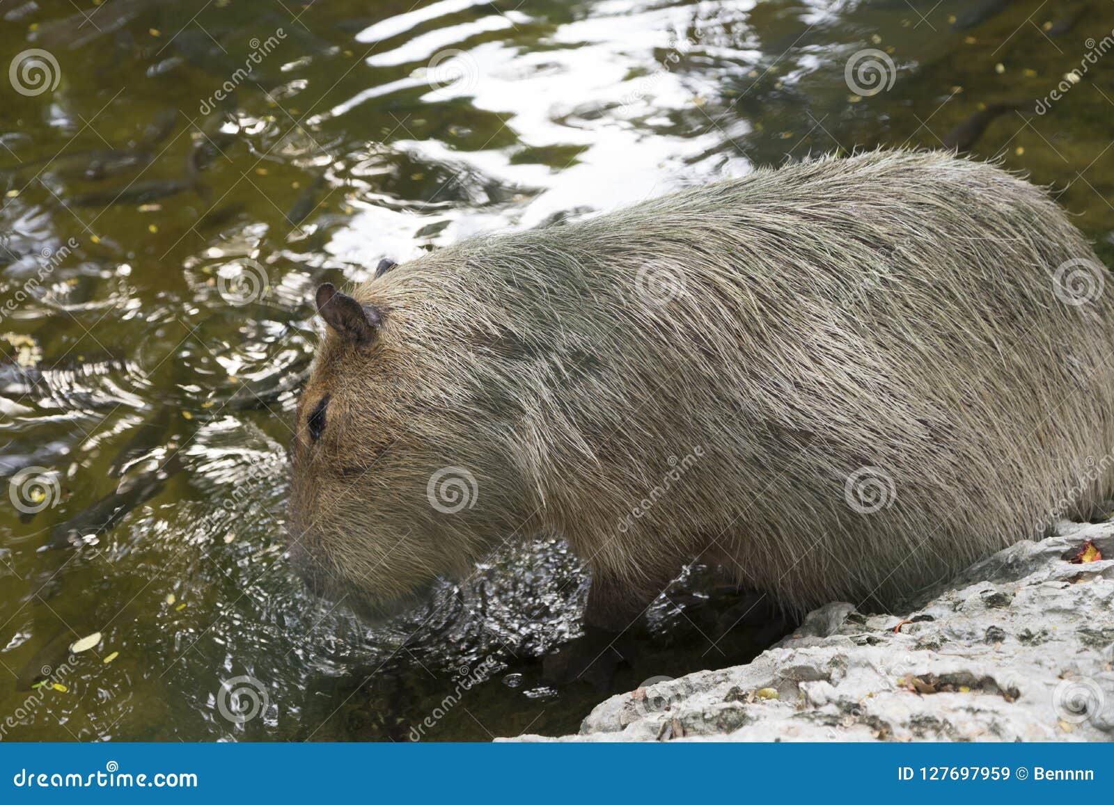 Capybaras in the pond stock image. Image of pond, close - 127697959