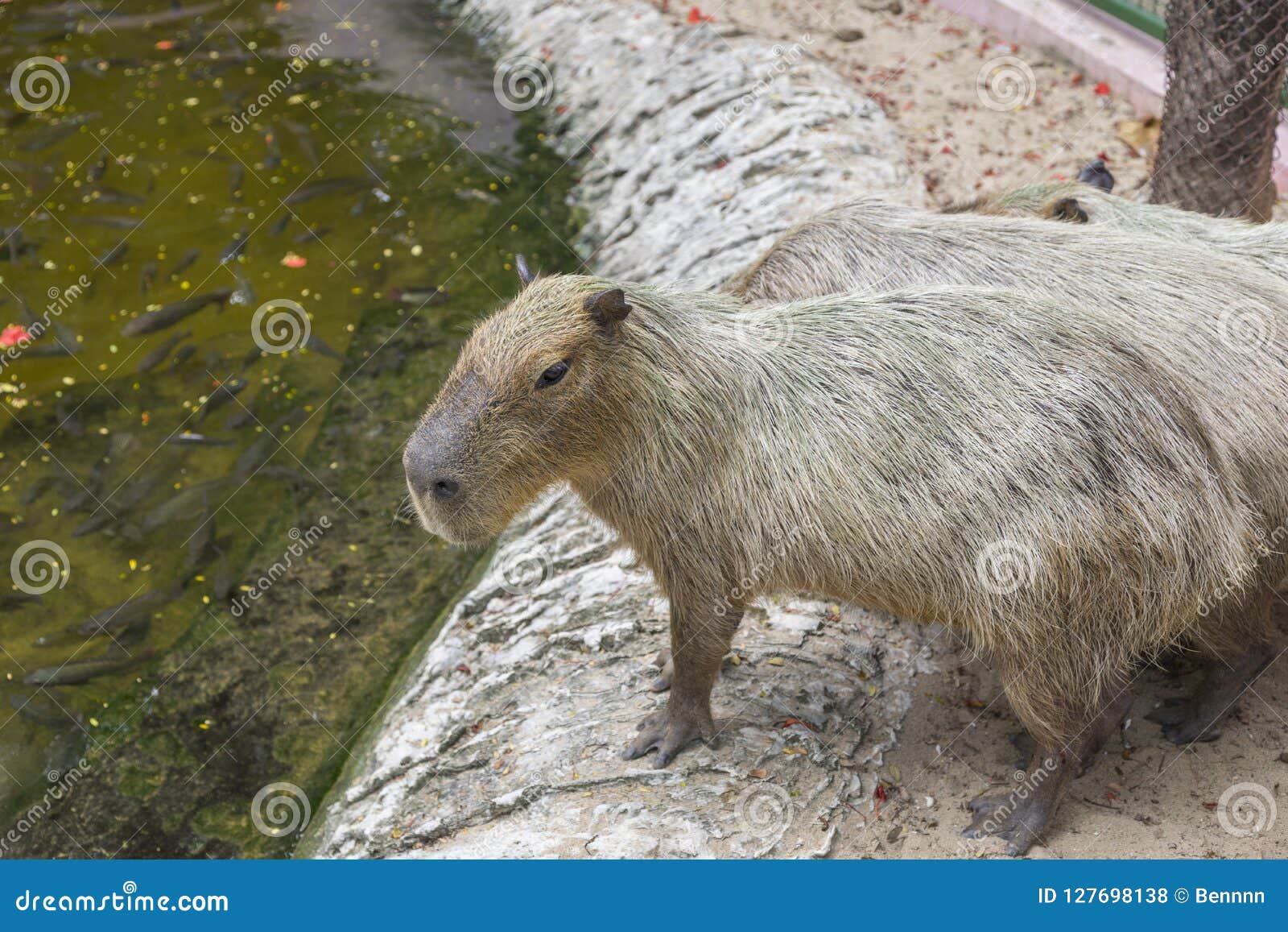 Capybaras in the pond stock photo. Image of aquatic - 127698138