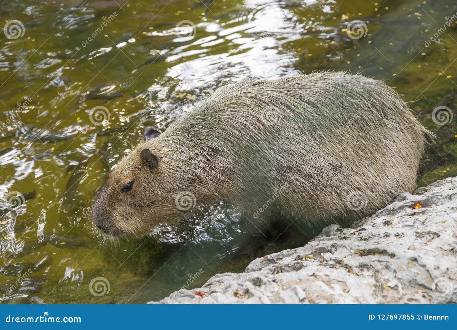 Capybaras in the pond stock image. Image of close, nature - 127697855