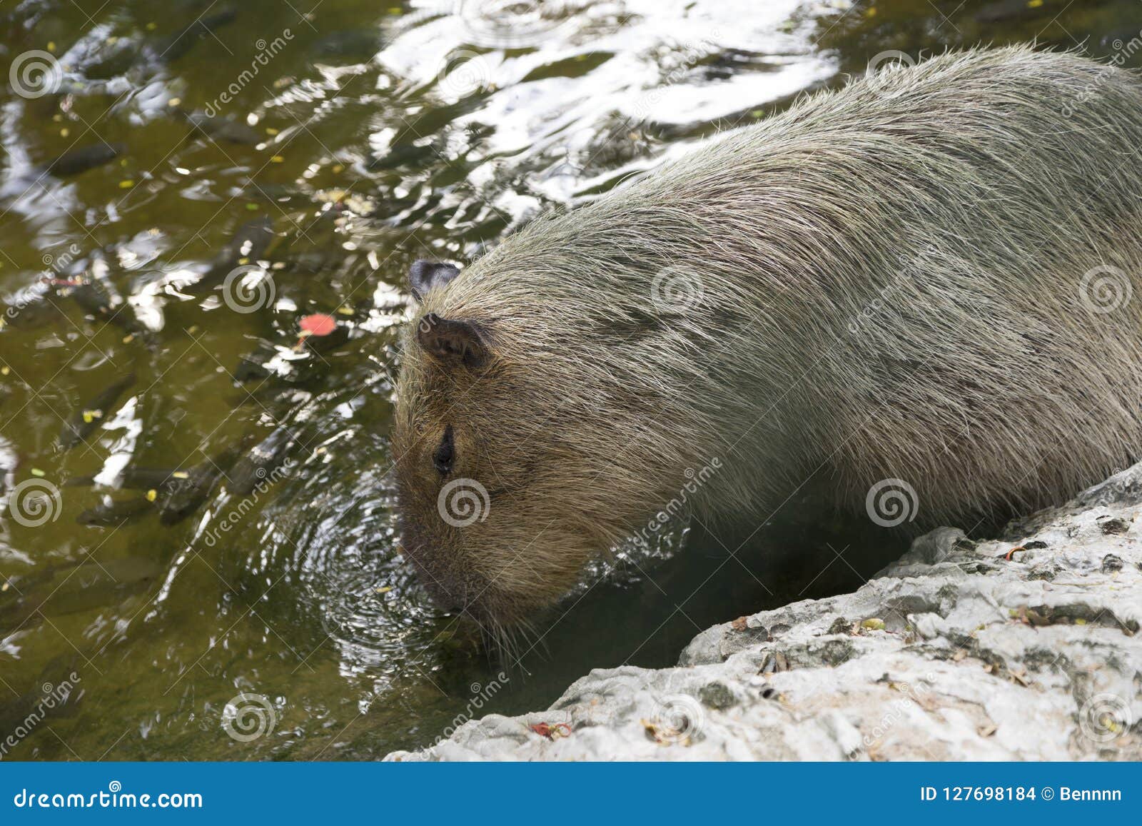 Capybaras in the pond stock photo. Image of park, nature - 127698184