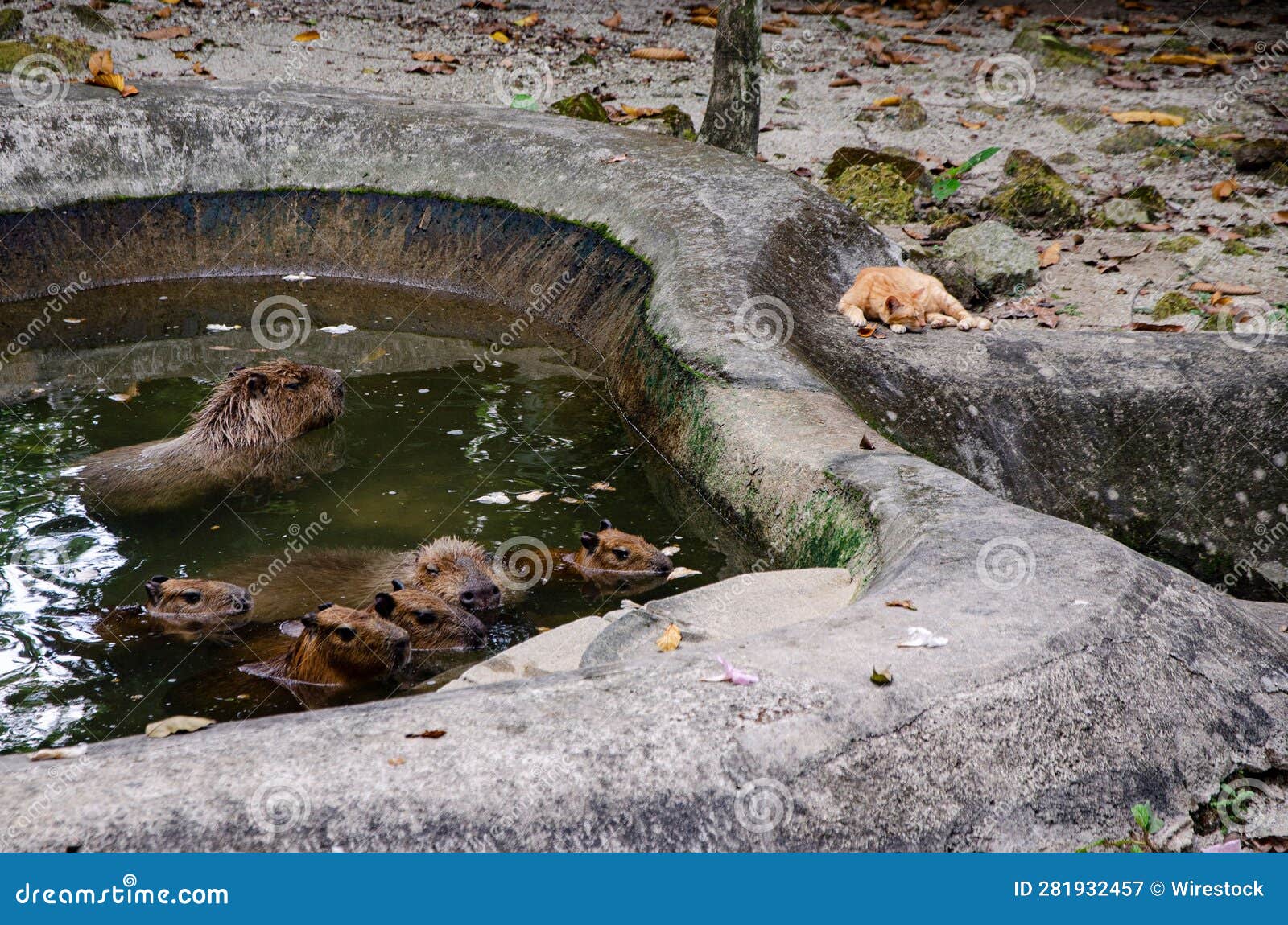 Capybaras in a Pond at the Zoo Stock Image - Image of creatures, pond ...