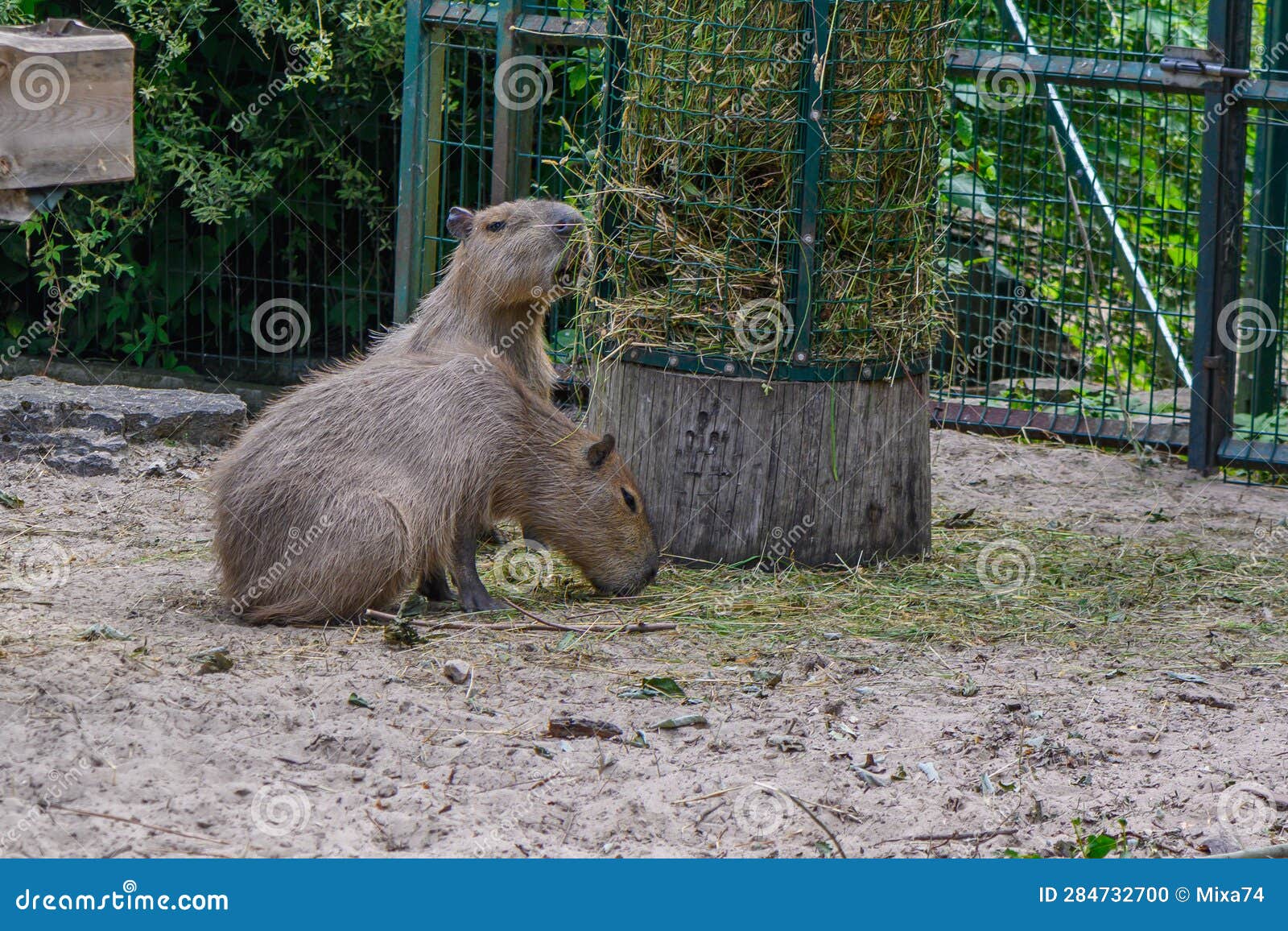 Capybaras in the Summer at the Riga Zoo 3 Stock Photo - Image of grass, furry: 284732700