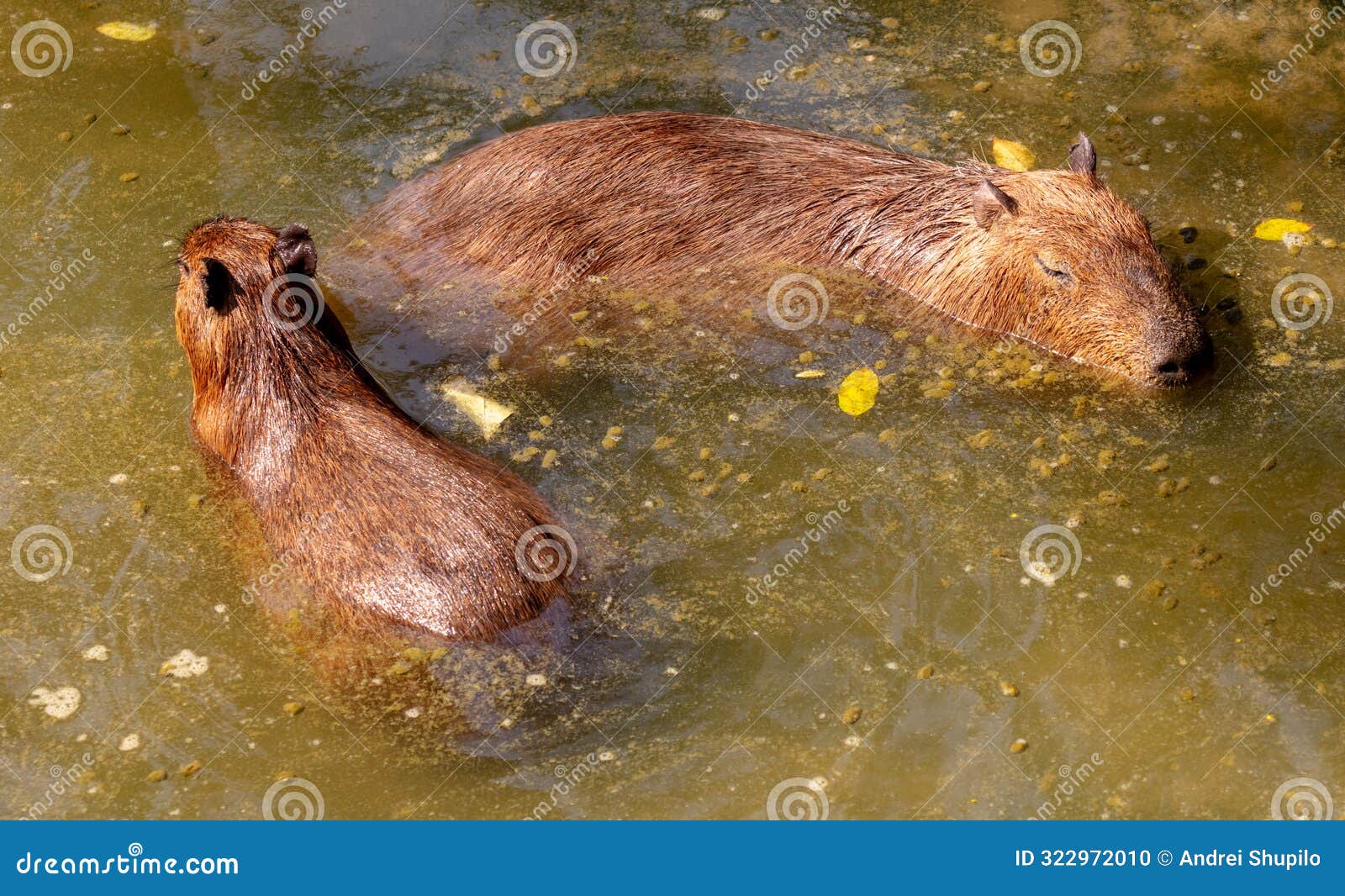 Capybaras Swim in the Water in Nature Stock Photo - Image of tropical, pond: 322972010