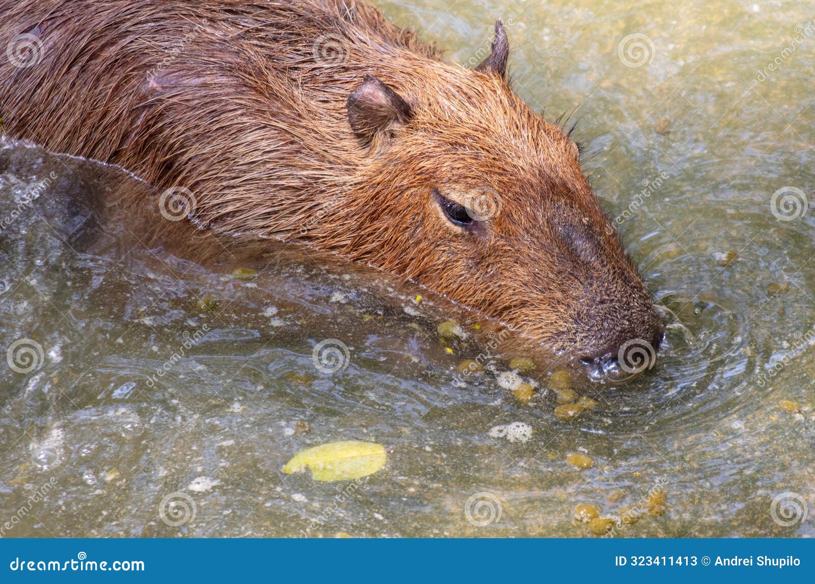 Capybaras Swim in the Water in Nature Stock Image - Image of nature ...