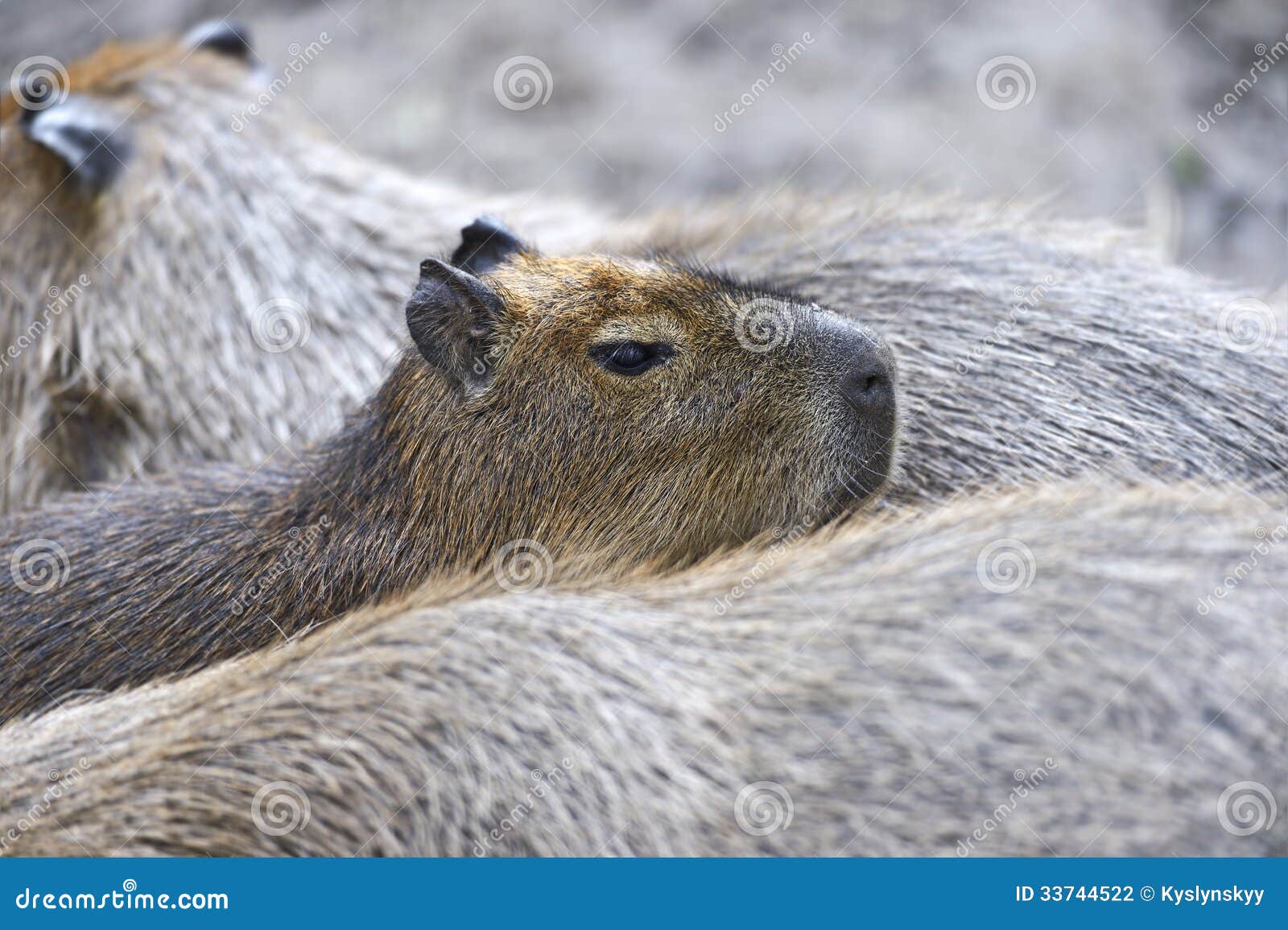 Capybaras stock photo. Image of young, habitat, herbivore - 33744522