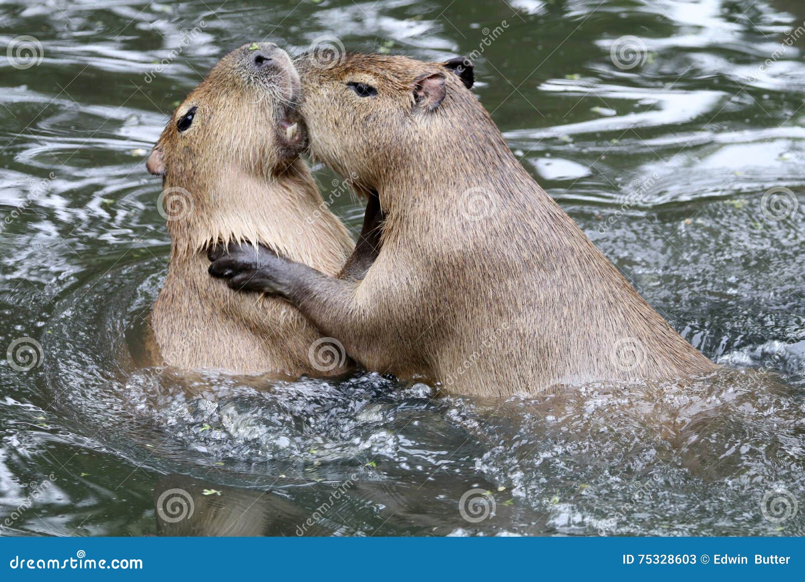 Capybaras stock image. Image of green, capybara, group - 75328603