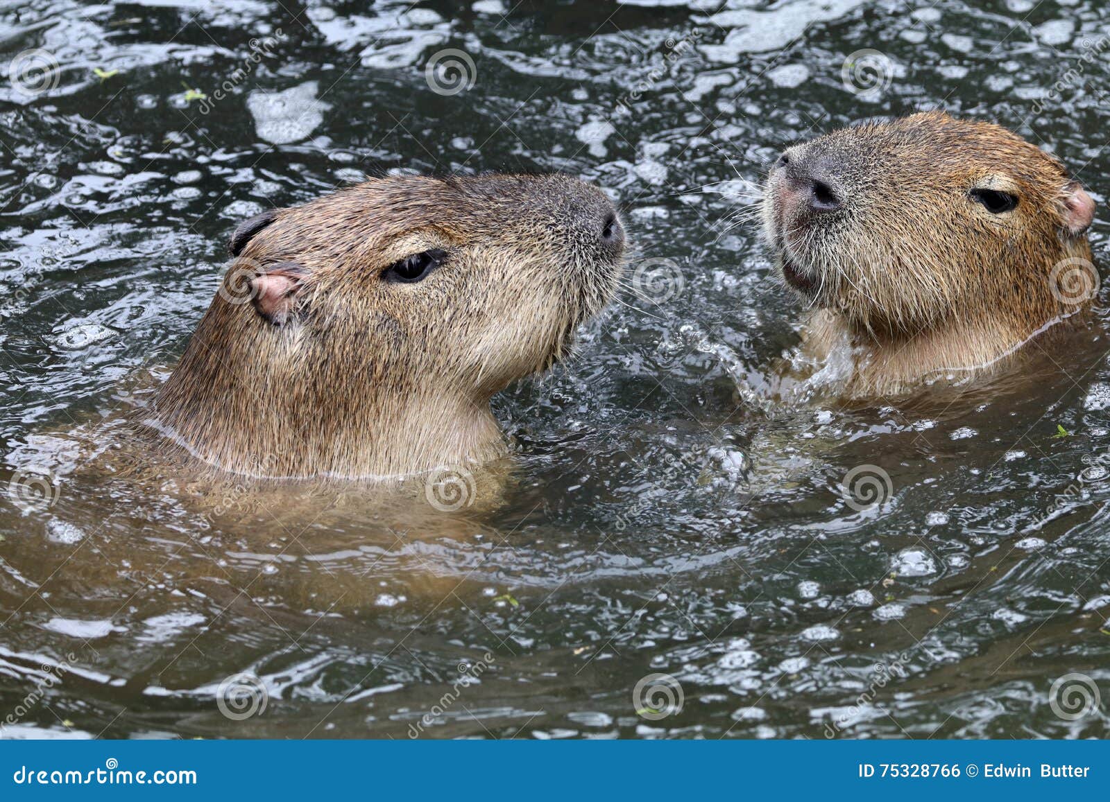 Capybaras stock photo. Image of brown, detail, wild, outdoor - 75328766