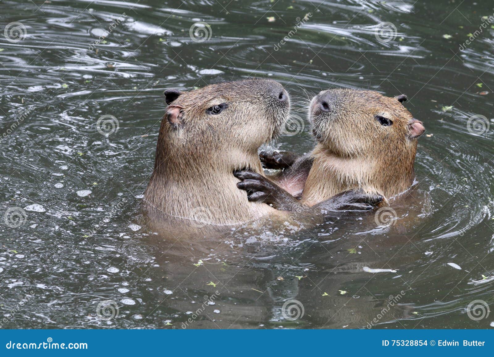 Capybaras stock photo. Image of capybaras, water, america - 75328854