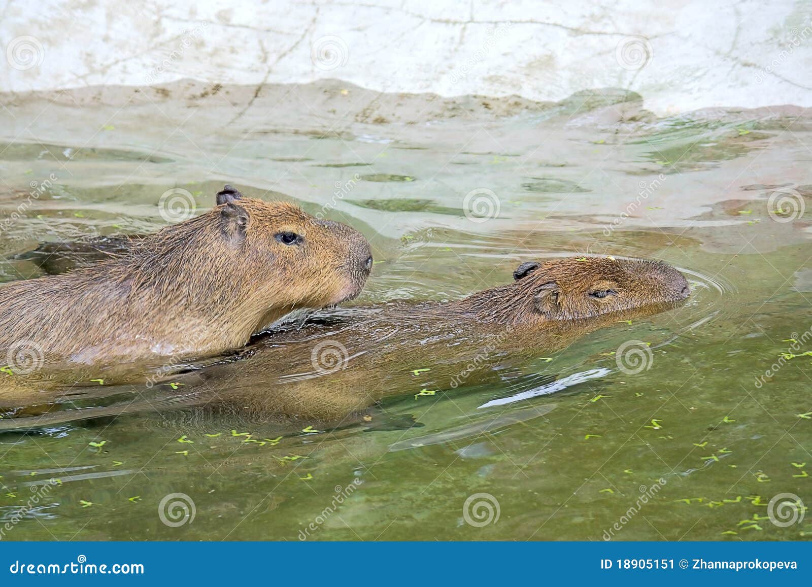 Capybaras y amor imagen de archivo. Imagen de animal - 18905151