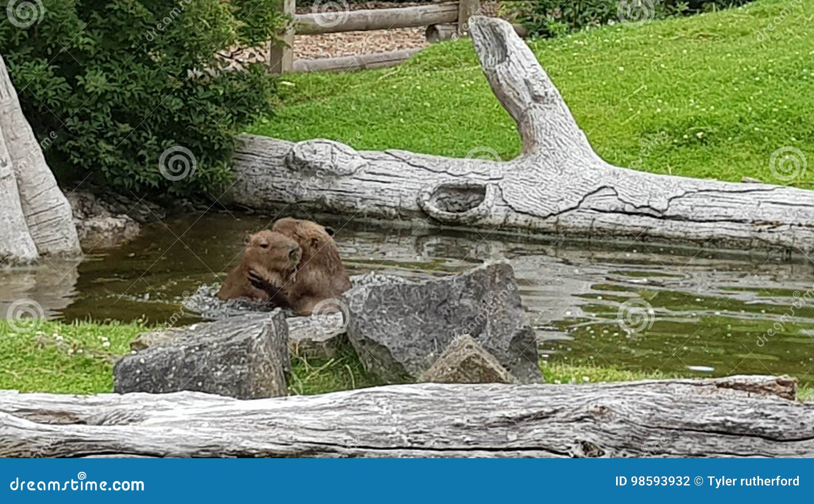 Capyborough stock photo. Image of cuddle, water, cute - 98593932