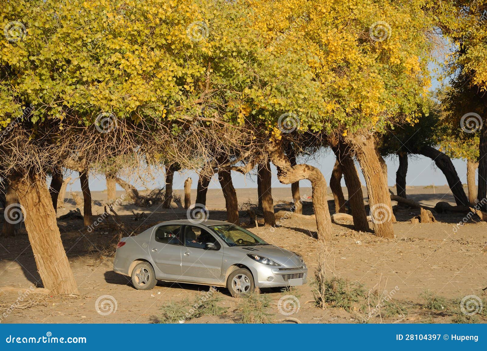 Car with autumn trees stock image. Image of automobile - 28104397