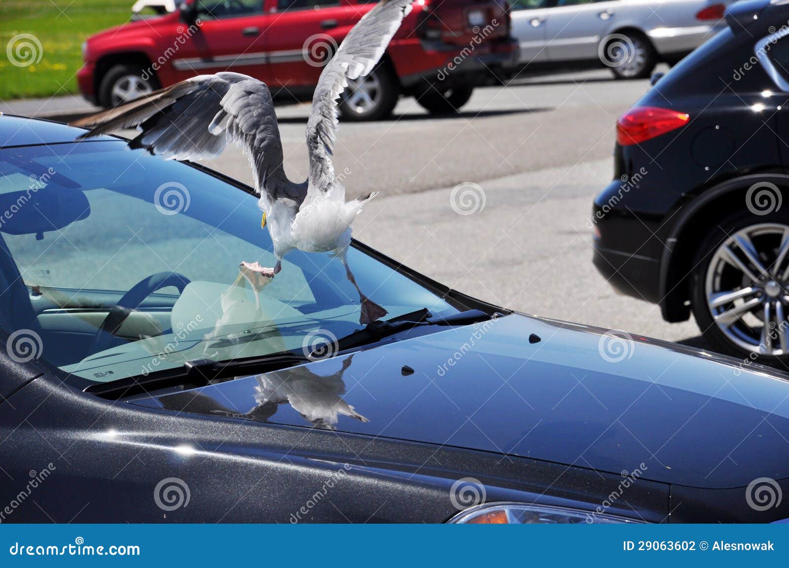 Car and the bird stock photo. Image of shit, glass, making - 29063602