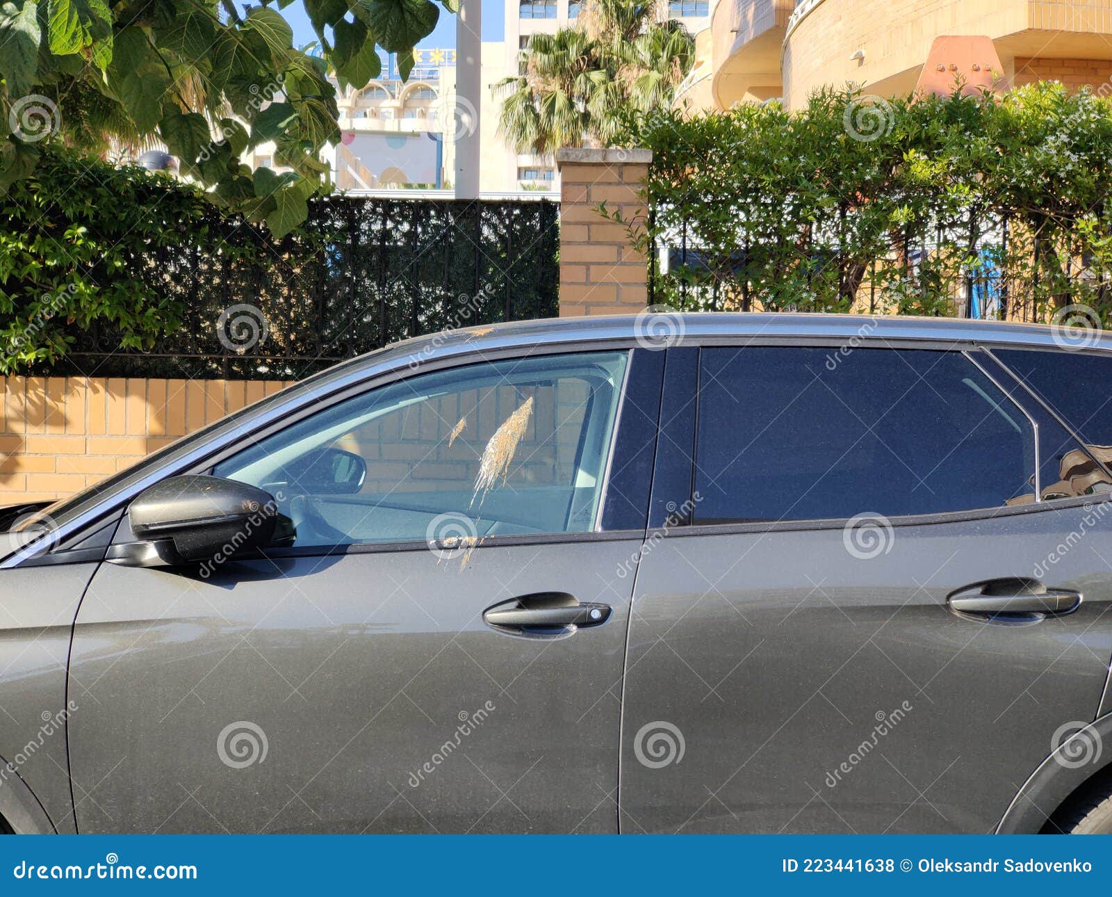 Car with the bird stock photo. Image of fast, bumper - 223441638
