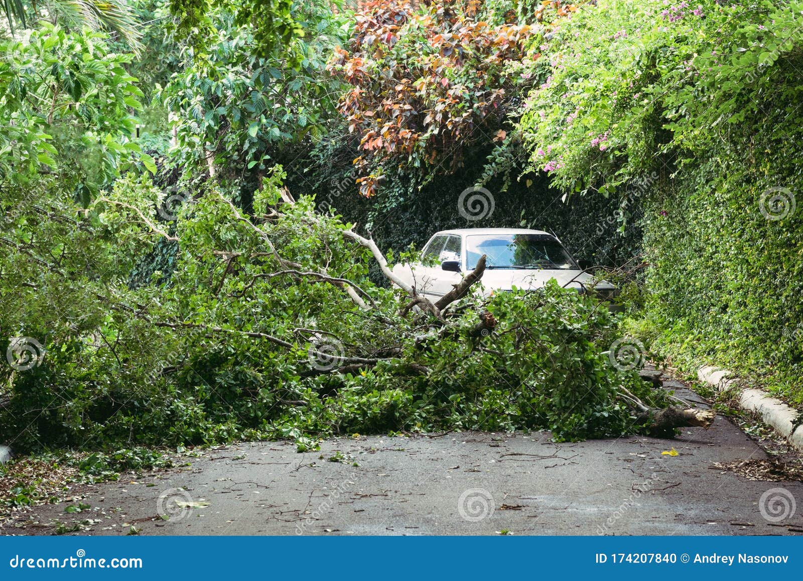 The Car Cannot Drive. Fallen Tree on the Road Stock Photo - Image of ...