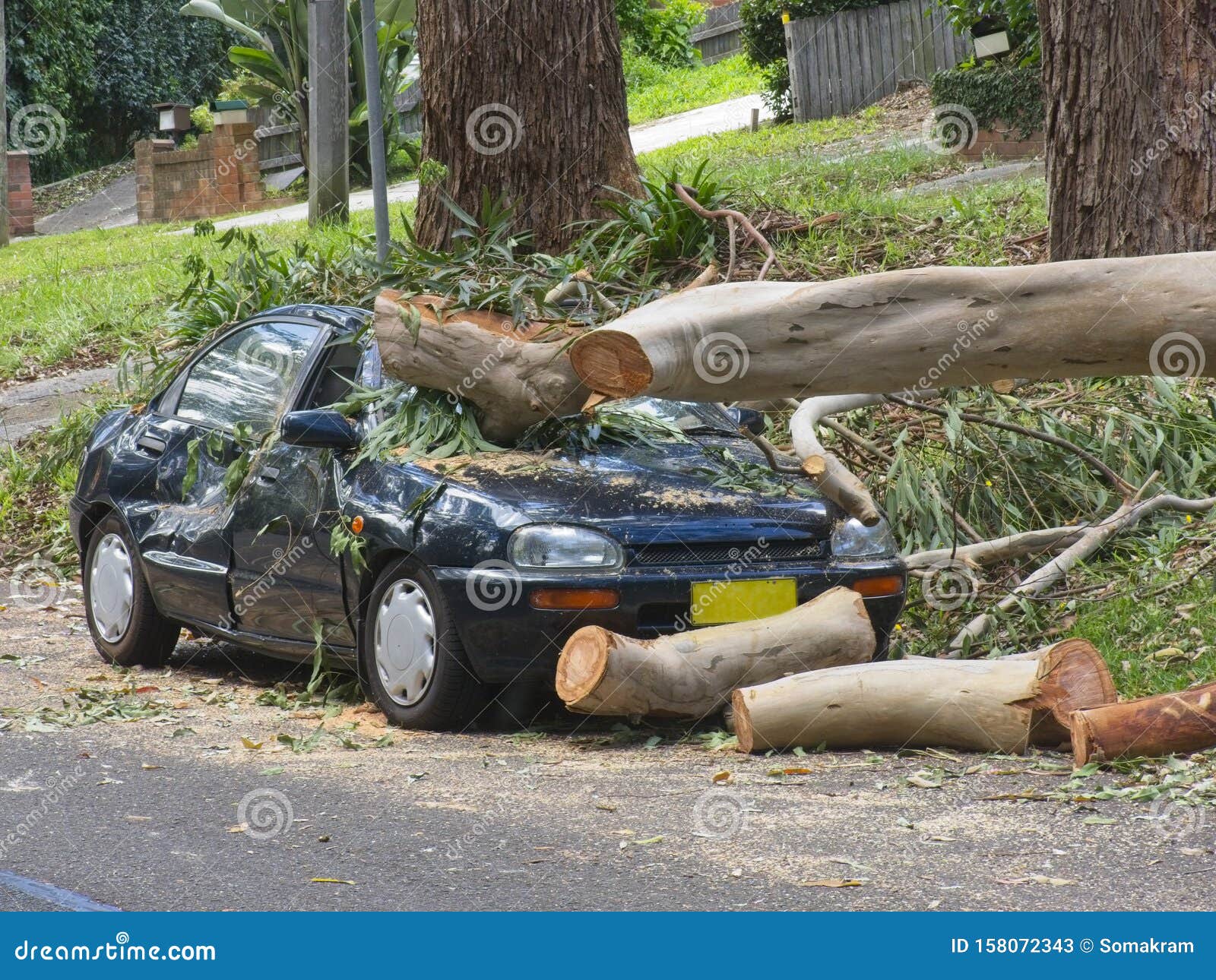 Car Crushed by Fallen Tree stock image. Image of accident - 158072343