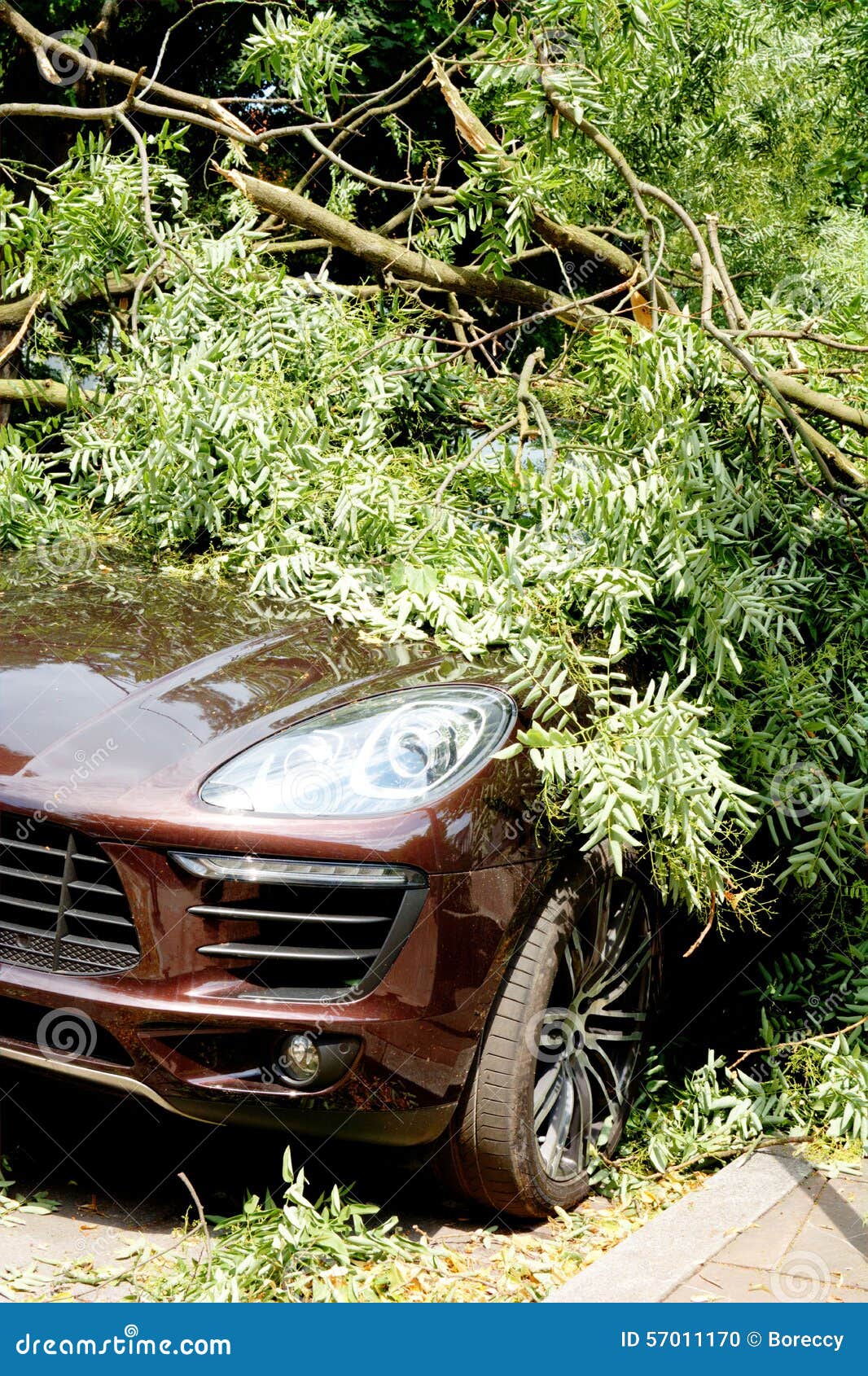 Car Destroyed by a Fallen Tree during Hurricane Editorial Image - Image ...