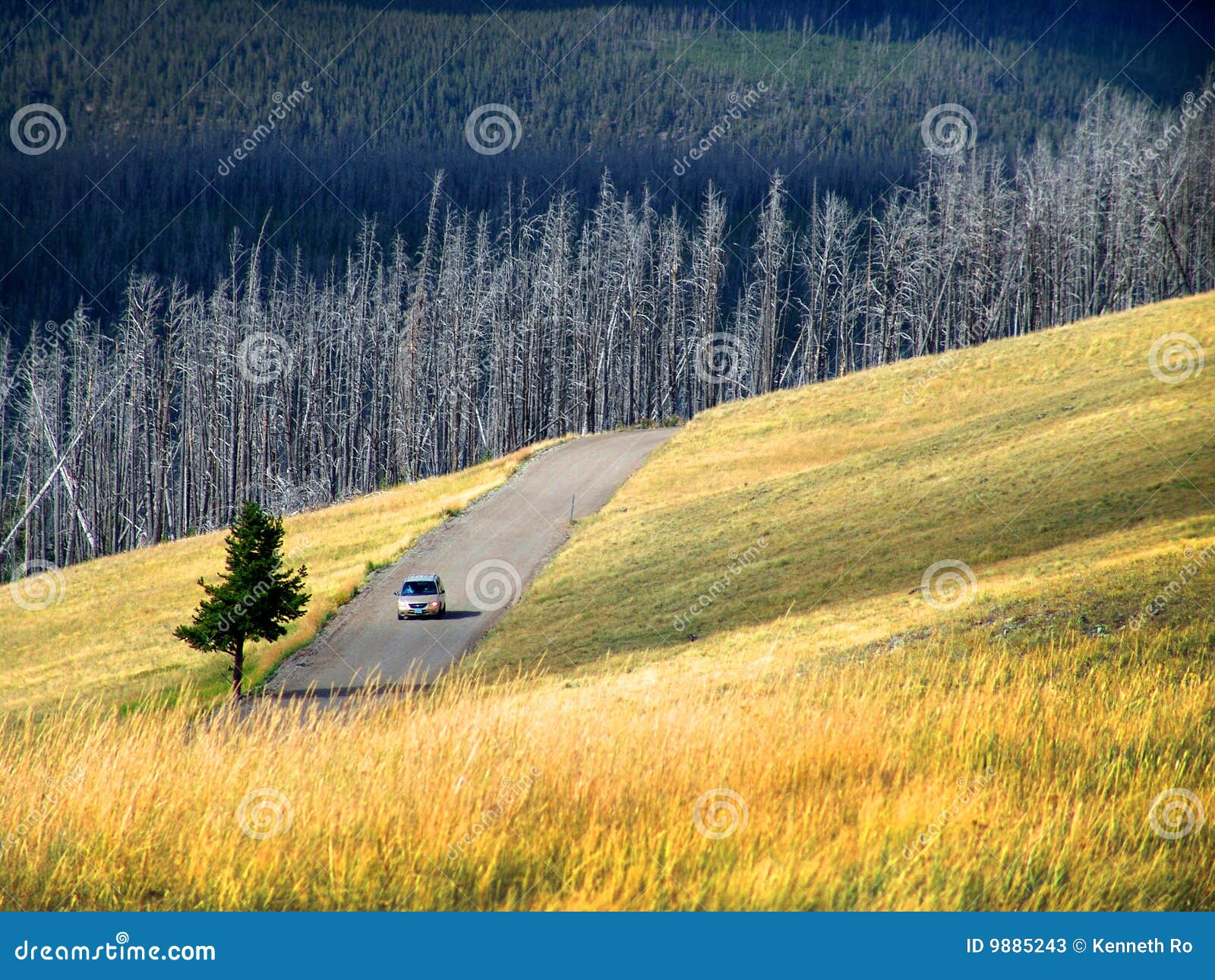 Car Drive on Country stock image. Image of vacations, forest - 9885243